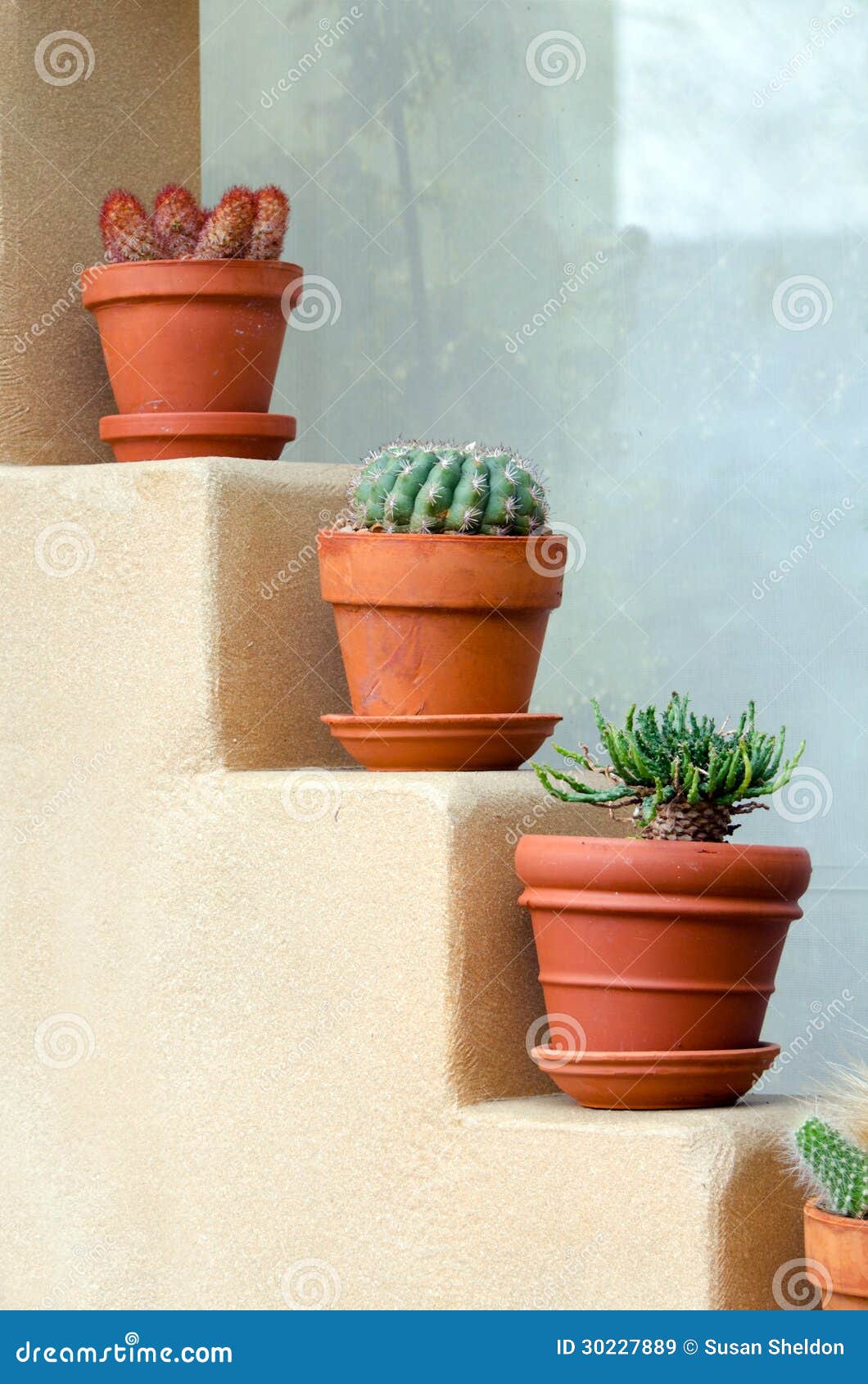 Colorful cactus in pots stock image. Image of terracotta - 30227889