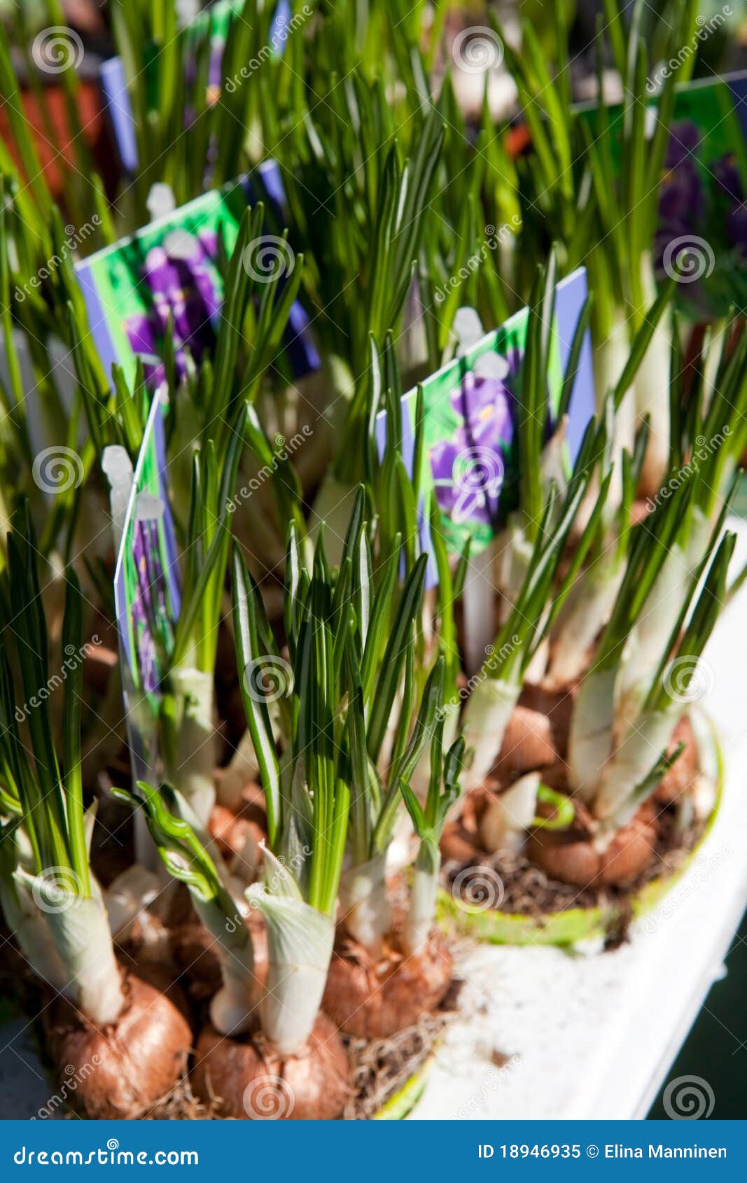 Potted crocuses stock image. Image of season, natural - 18946935