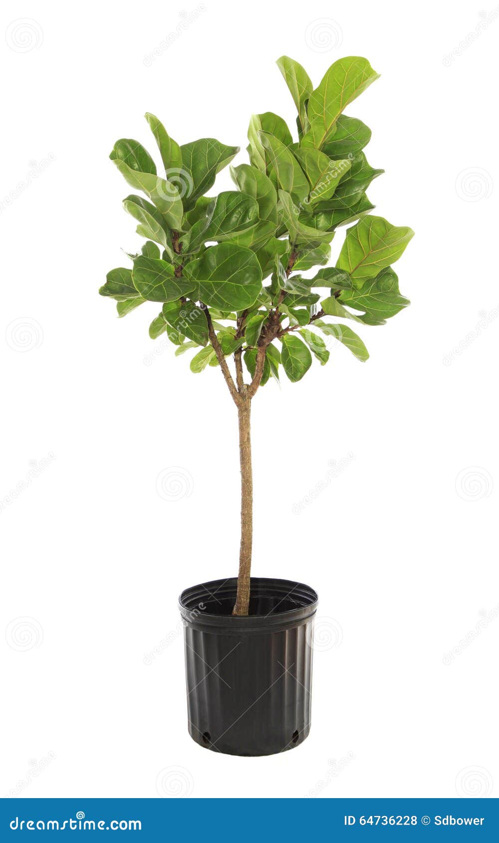 Potted Ficus Larata Isolated on White Stock Photo - Image of leasing ...