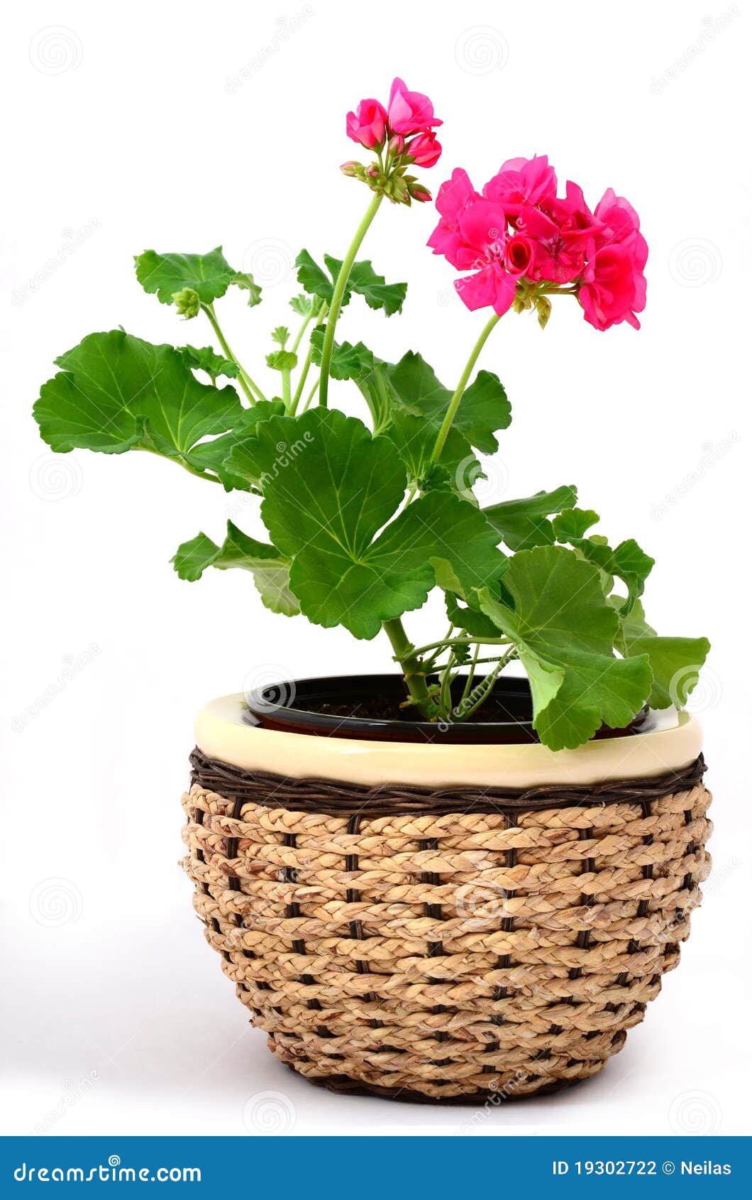 Potted flower stock photo. Image of growth, isolated - 19302722