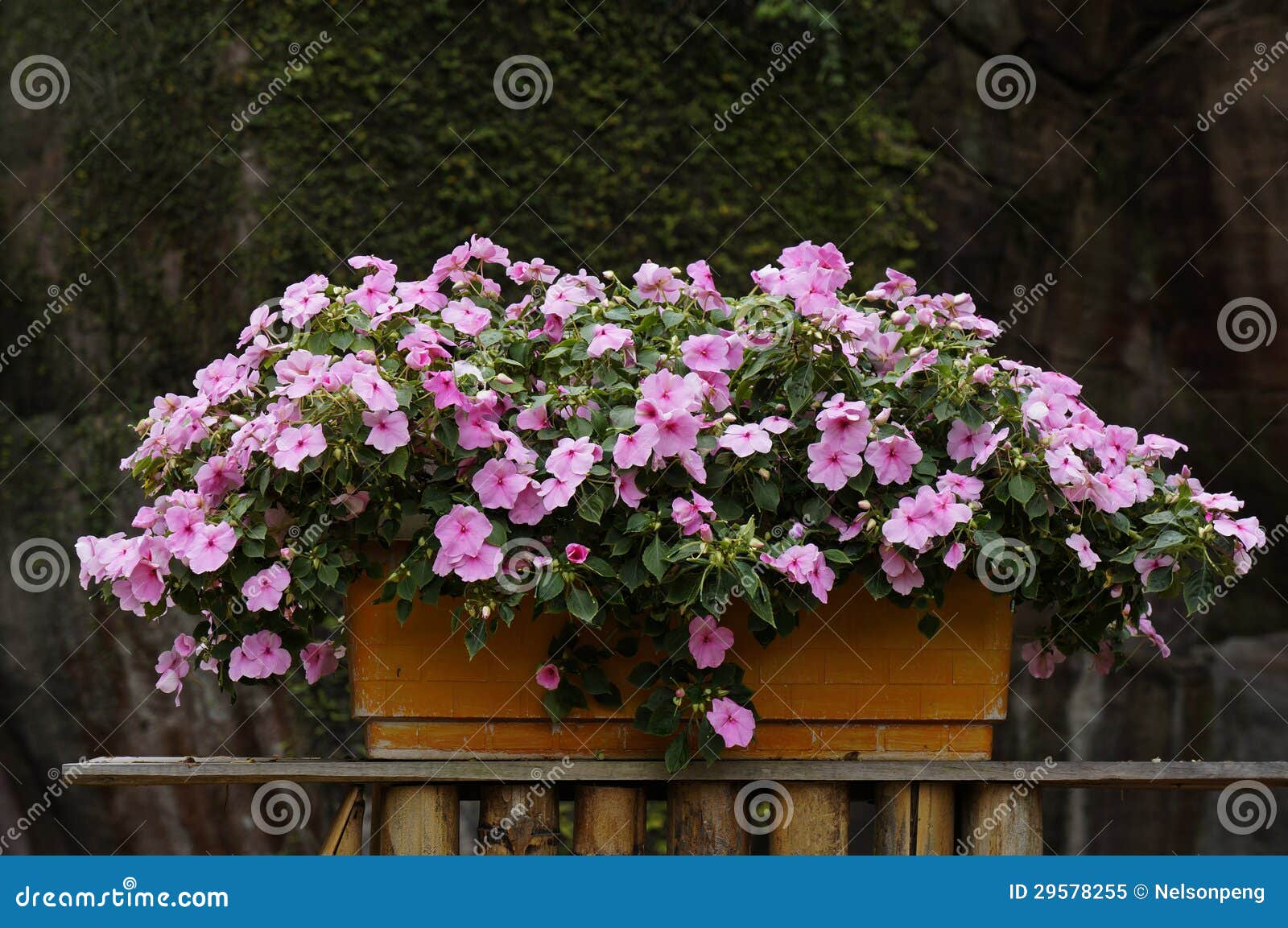 Potted flowers stock image. Image of leaf, botany, beautiful - 29578255