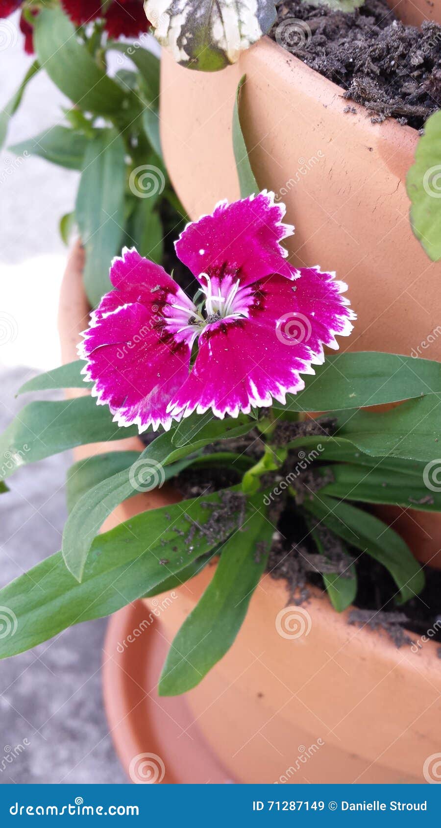 Potted flowers stock image. Image of pink, potted, flowers - 71287149