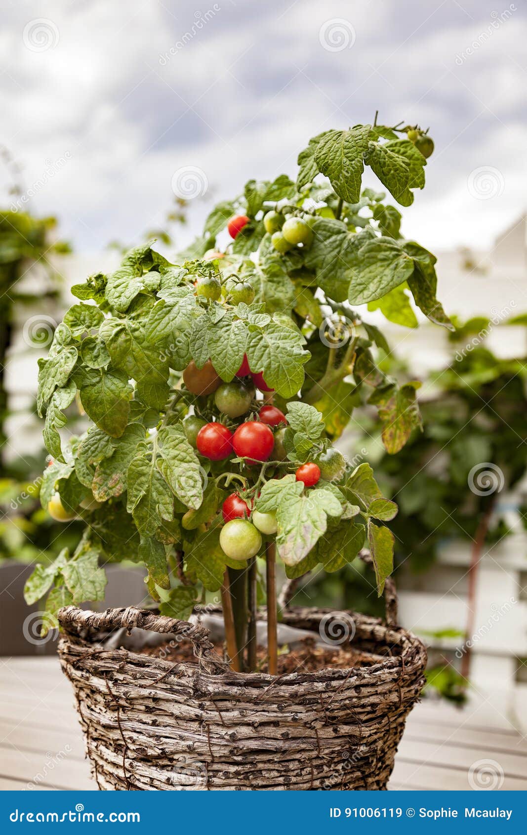 Potted garden tomato plant stock image. Image of bunch - 91006119