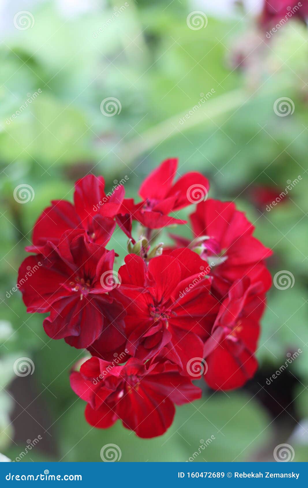Geranium red 3330 stock image. Image of blooms, bouquet - 160472689