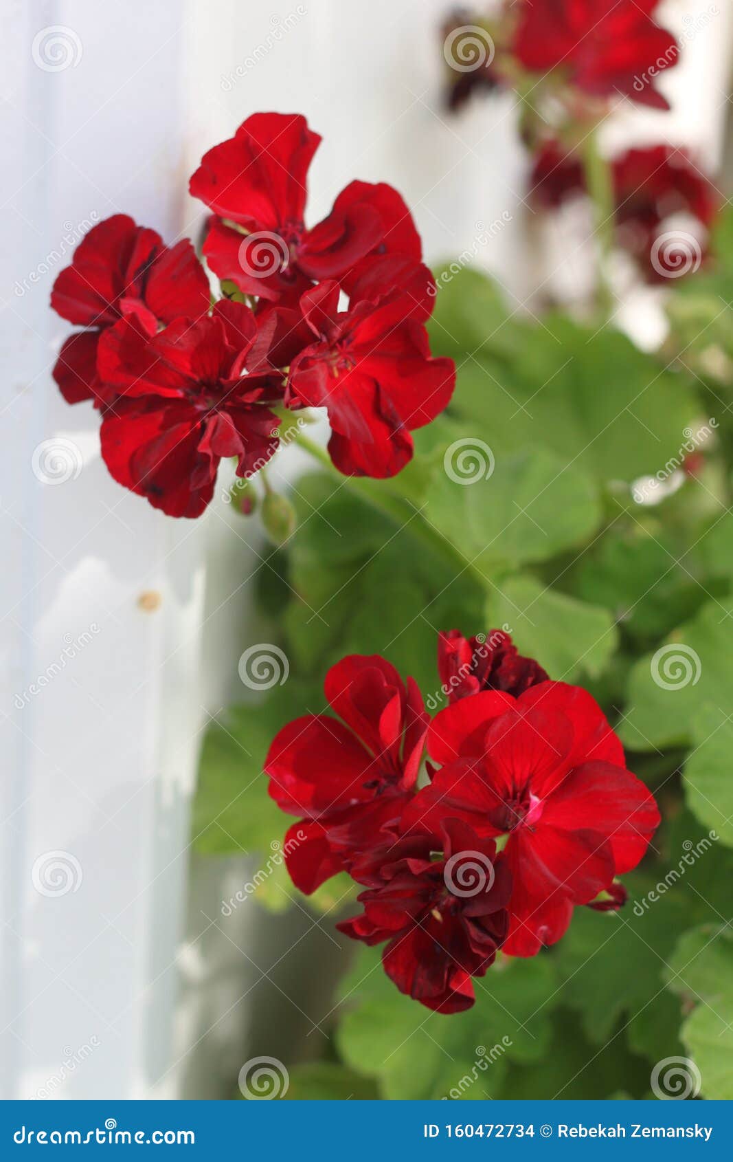 Geranium red 3342 stock photo. Image of flora, crimson - 160472734