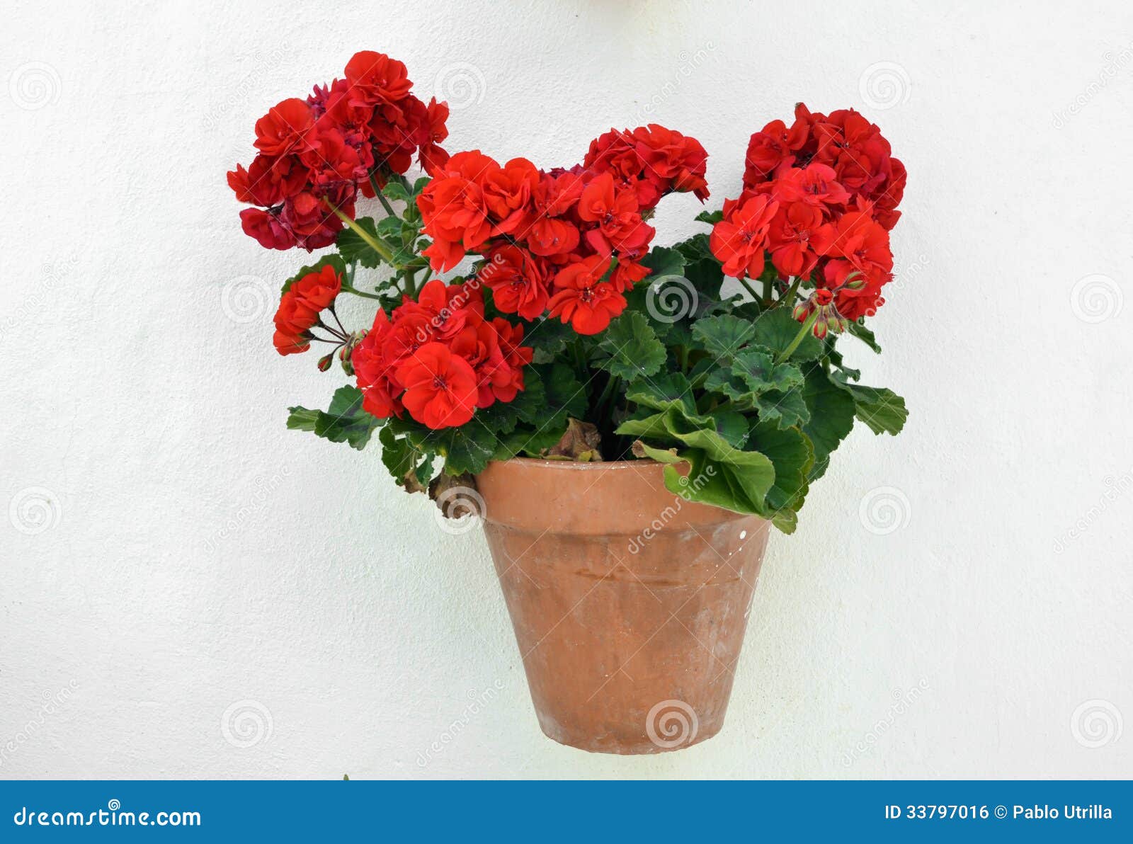A potted geranium stock photo. Image of gardening, bloom - 33797016