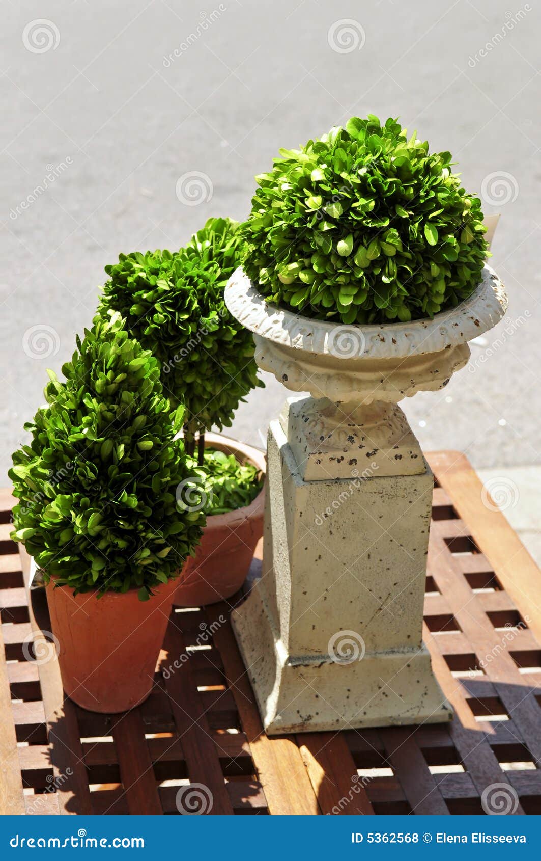 Potted green plants stock photo. Image of fancy, container - 5362568