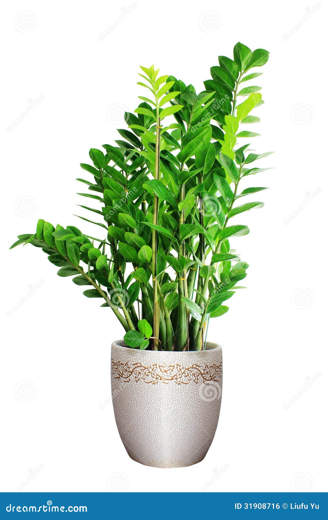 Potted stock photo. Image of detail, isolated, branch - 31908716