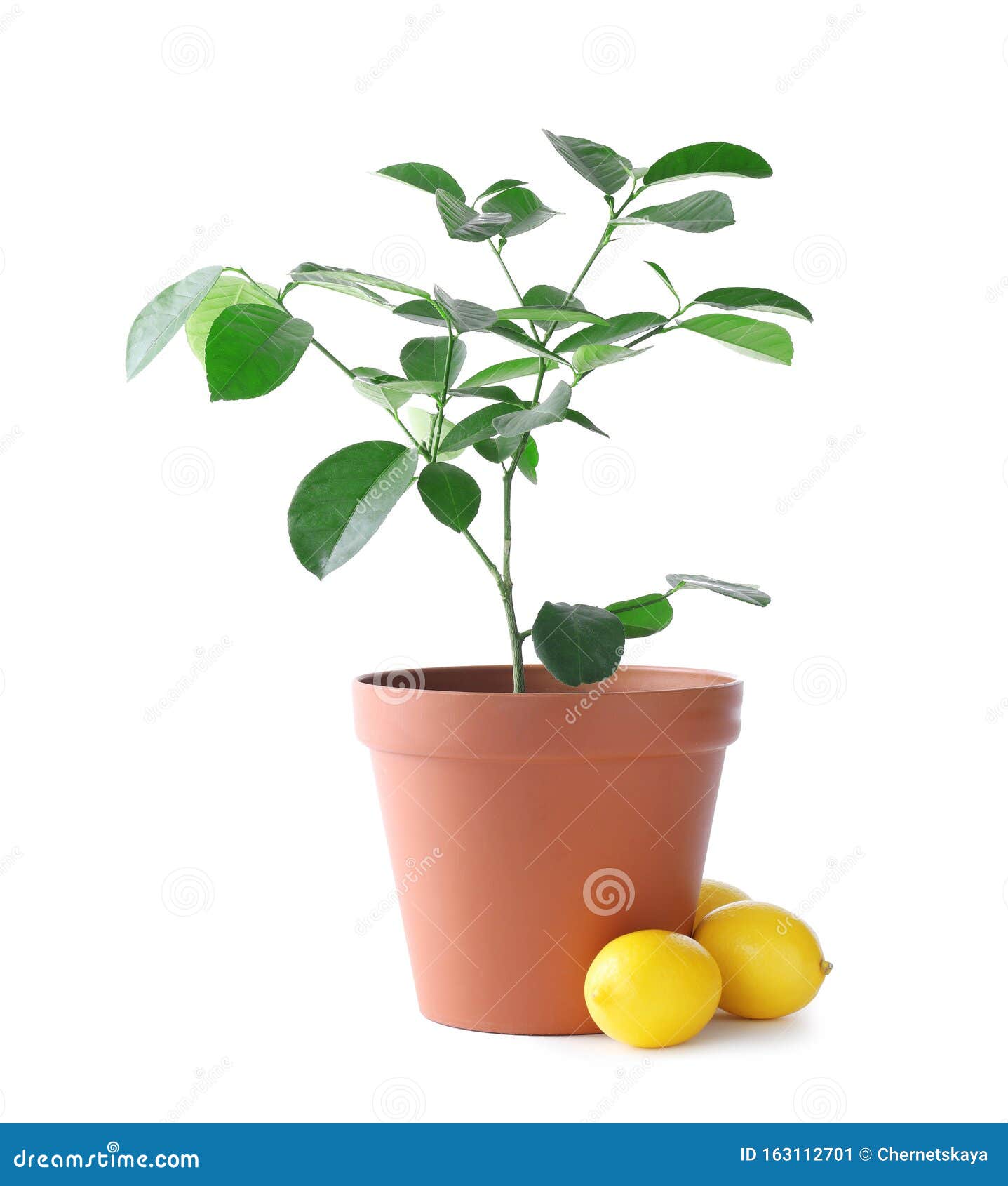 Potted Lemon Tree and Fruits on Background Stock Image - Image of lemon ...