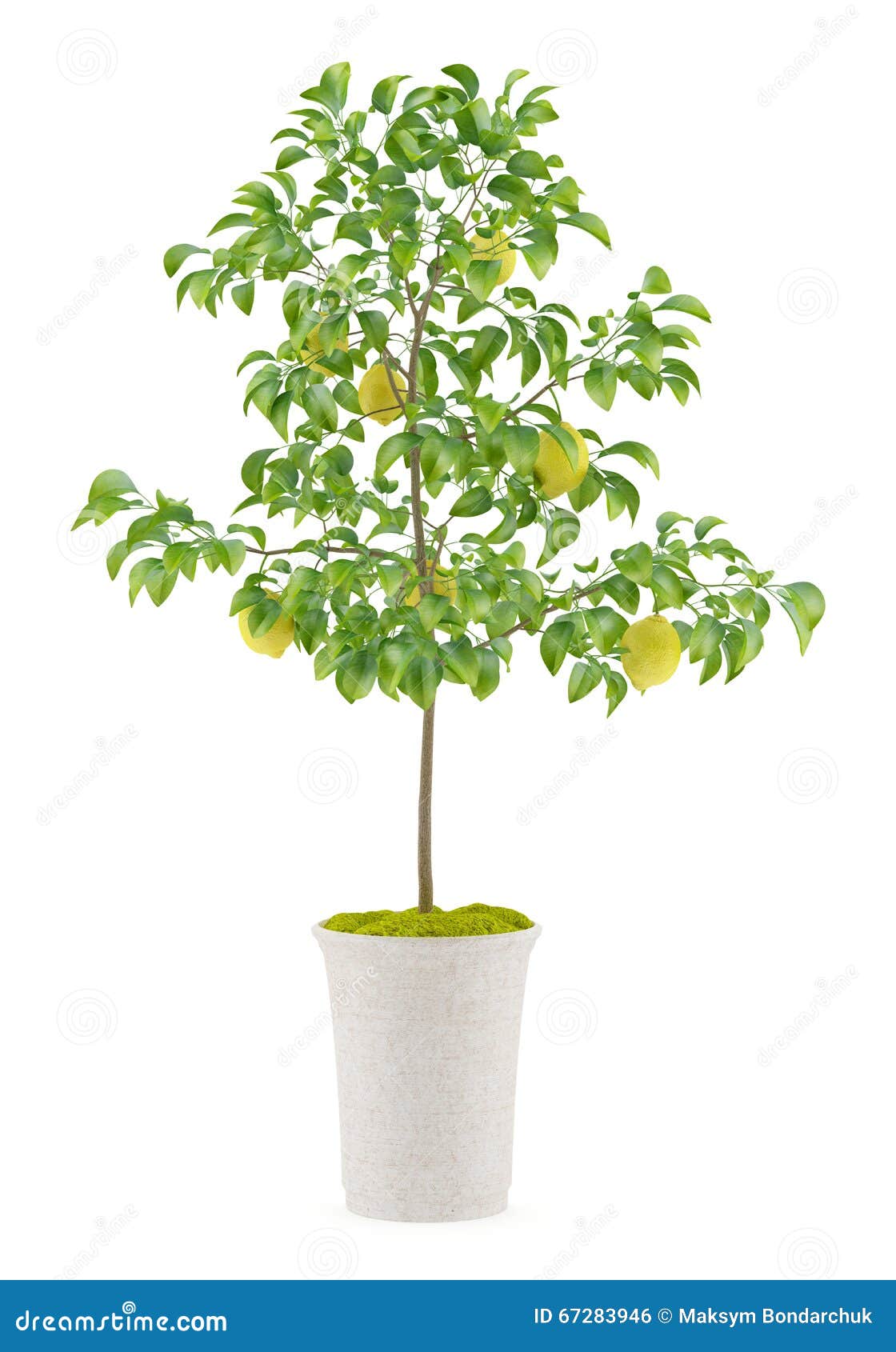 Potted Lemon Tree Isolated on White Stock Illustration - Illustration ...