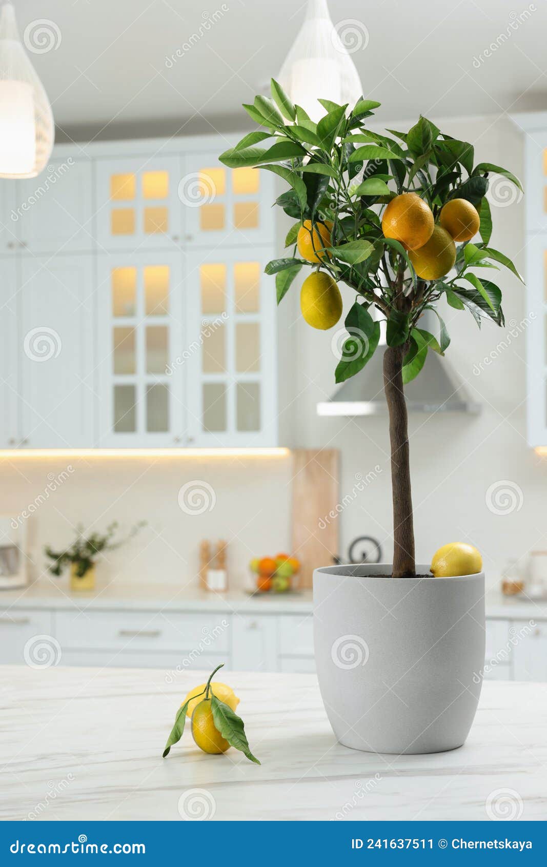 Potted Lemon Tree and Ripe Fruits on Kitchen Countertop Stock Image ...