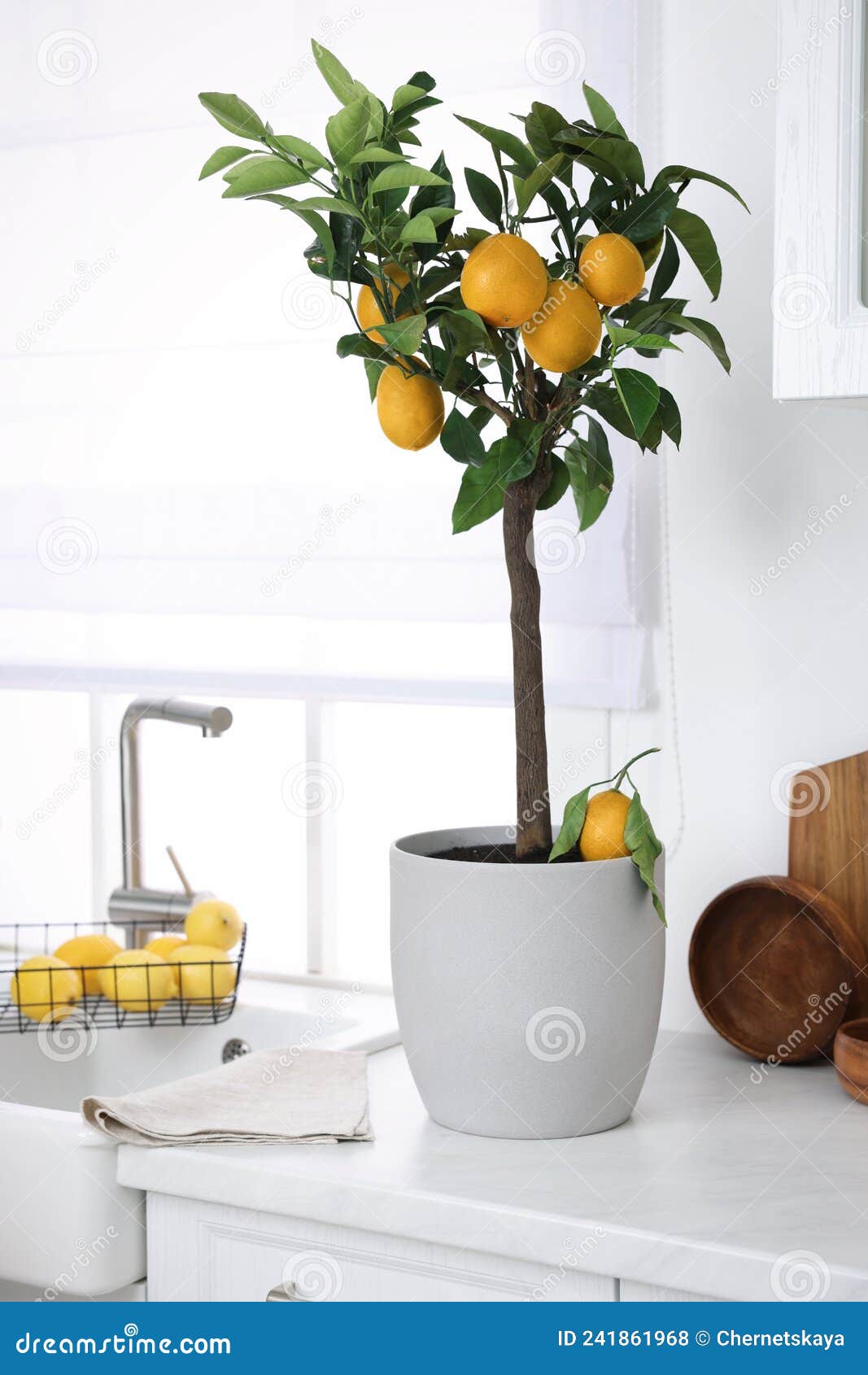 Potted Lemon Tree and Ripe Fruits on Kitchen Countertop Stock Photo ...