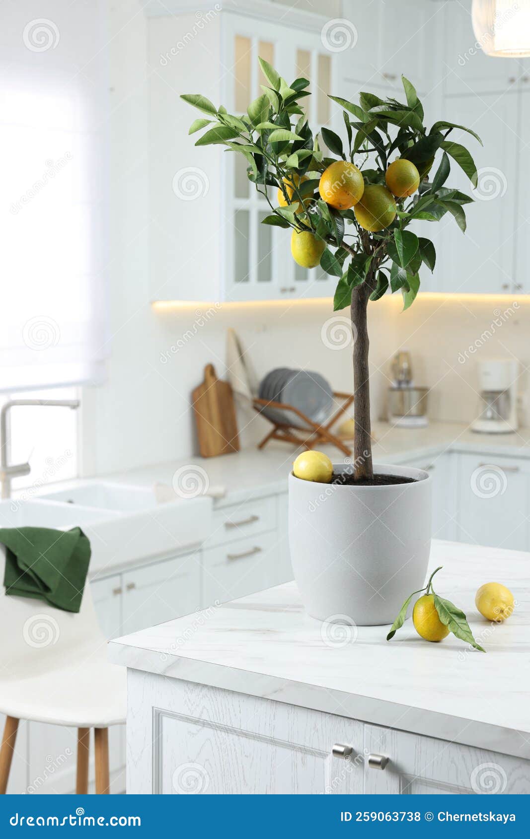 Potted Lemon Tree and Ripe Fruits on Kitchen Countertop Stock Photo ...