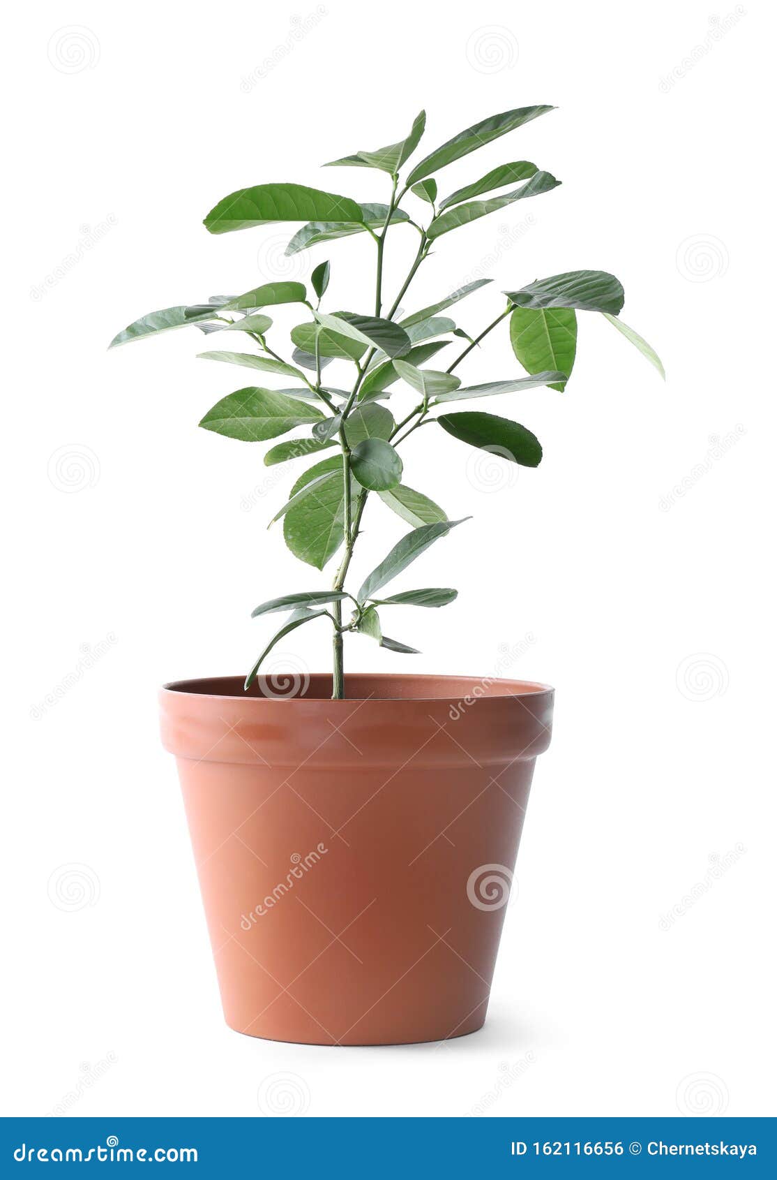 Potted Lemon Tree on Background. Citrus Plant Stock Photo - Image of ...