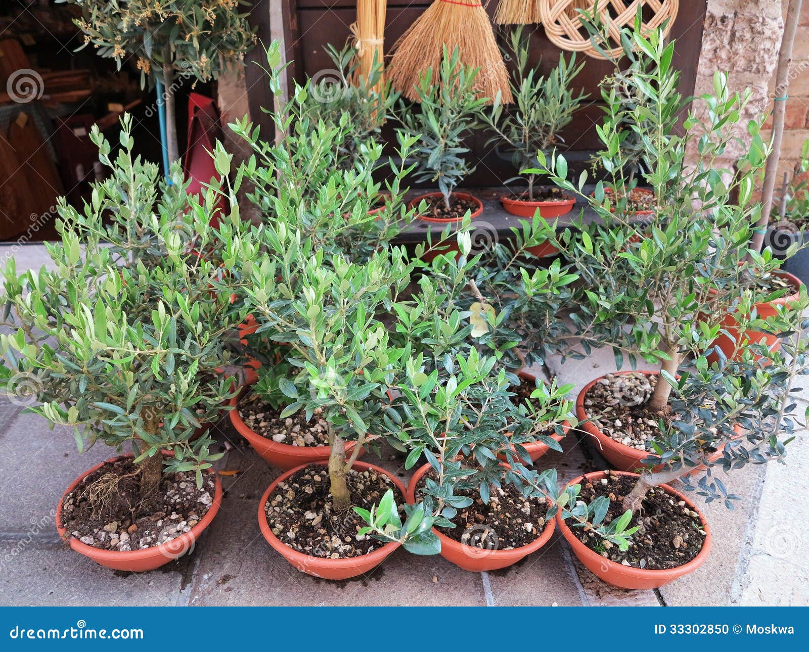 Potted little olive trees stock photo. Image of healthy - 33302850