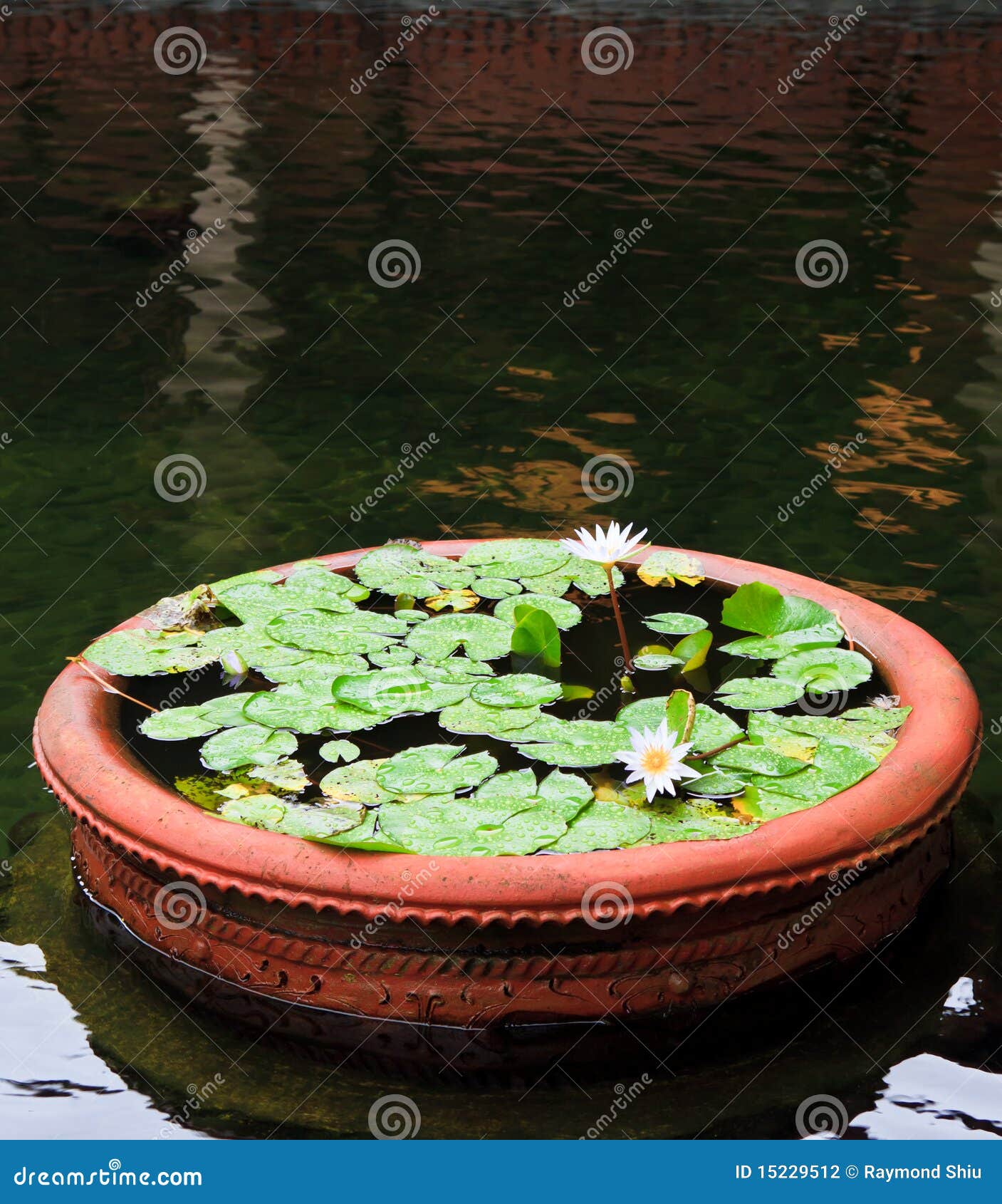 Potted Lotus stock photo. Image of water, blossom, lotus - 15229512