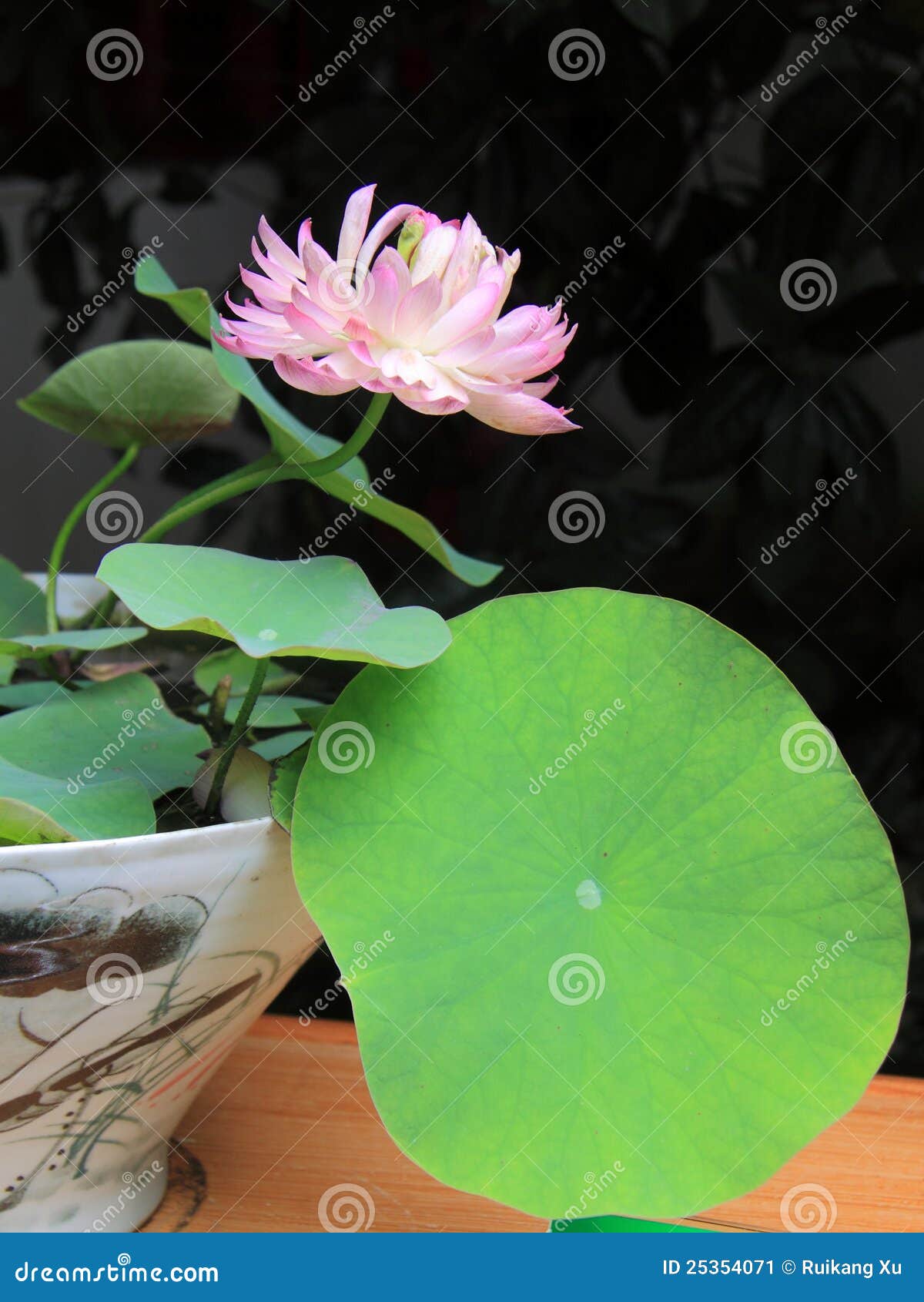 Potted lotus stock image. Image of rain, pond, blossom - 25354071