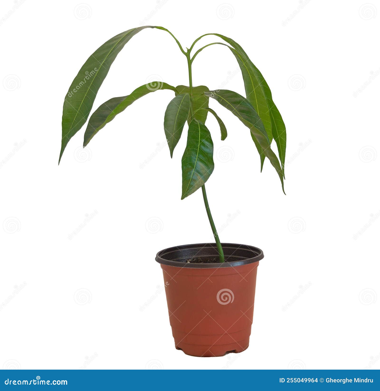 A Potted Mango Tree Isolated on White Background. Conept for Growing ...