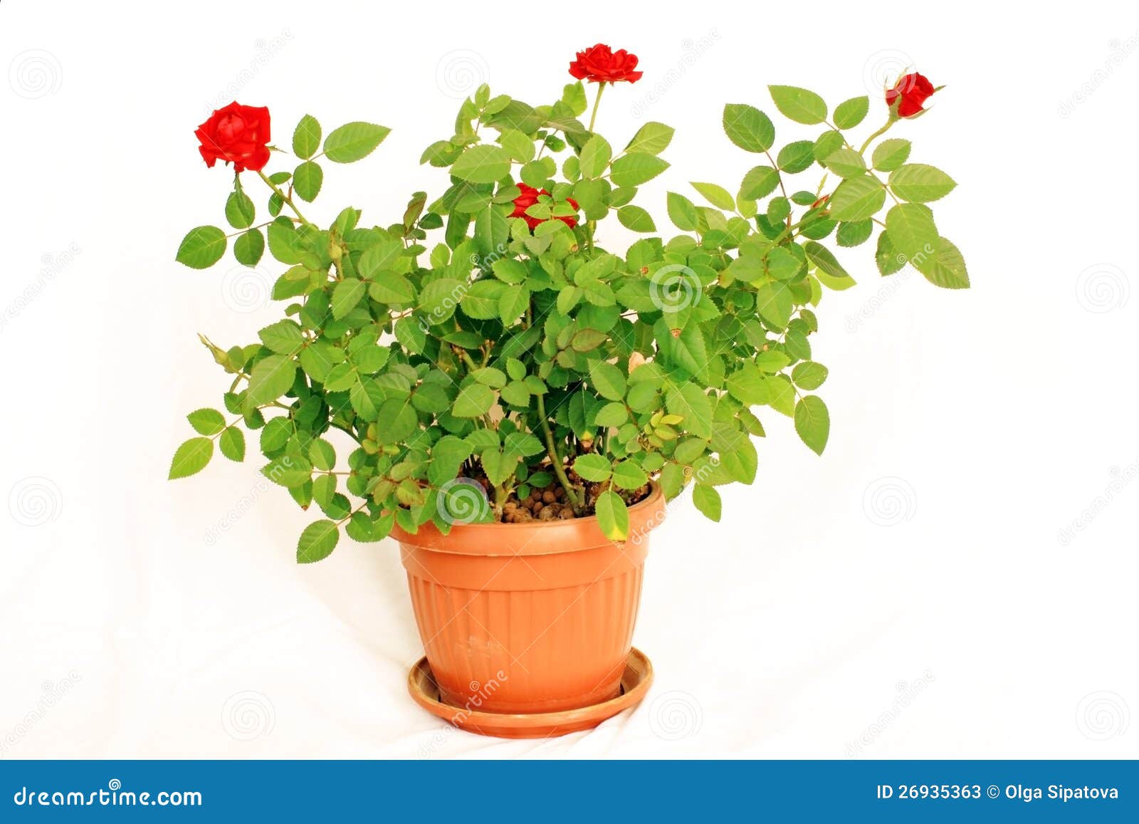 Potted Mini Rose stock image. Image of home, flowers - 26935363