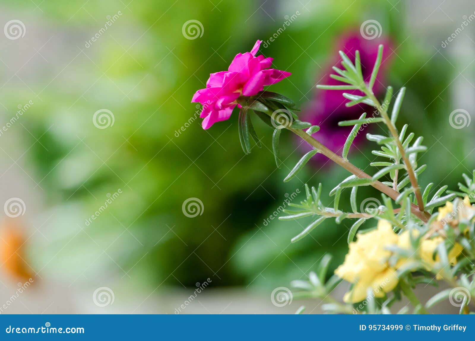 Potted moss roses stock image. Image of gardening, colors - 95734999