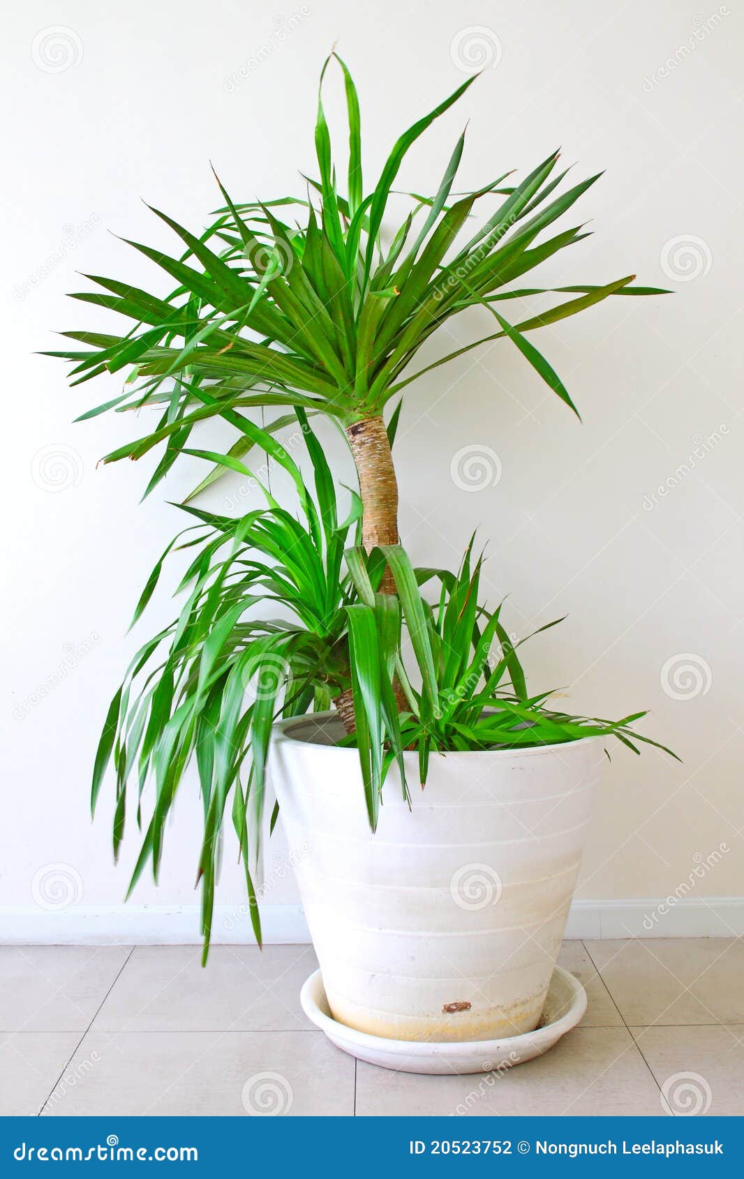 A potted palm tree stock photo. Image of indoor, gentle - 20523752