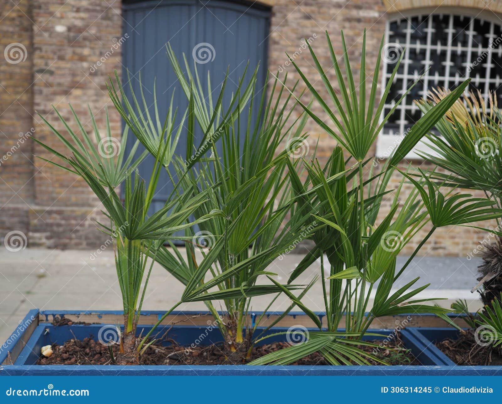 Potted Palm Tree Scient. Class. Areaceae Stock Image - Image of ...