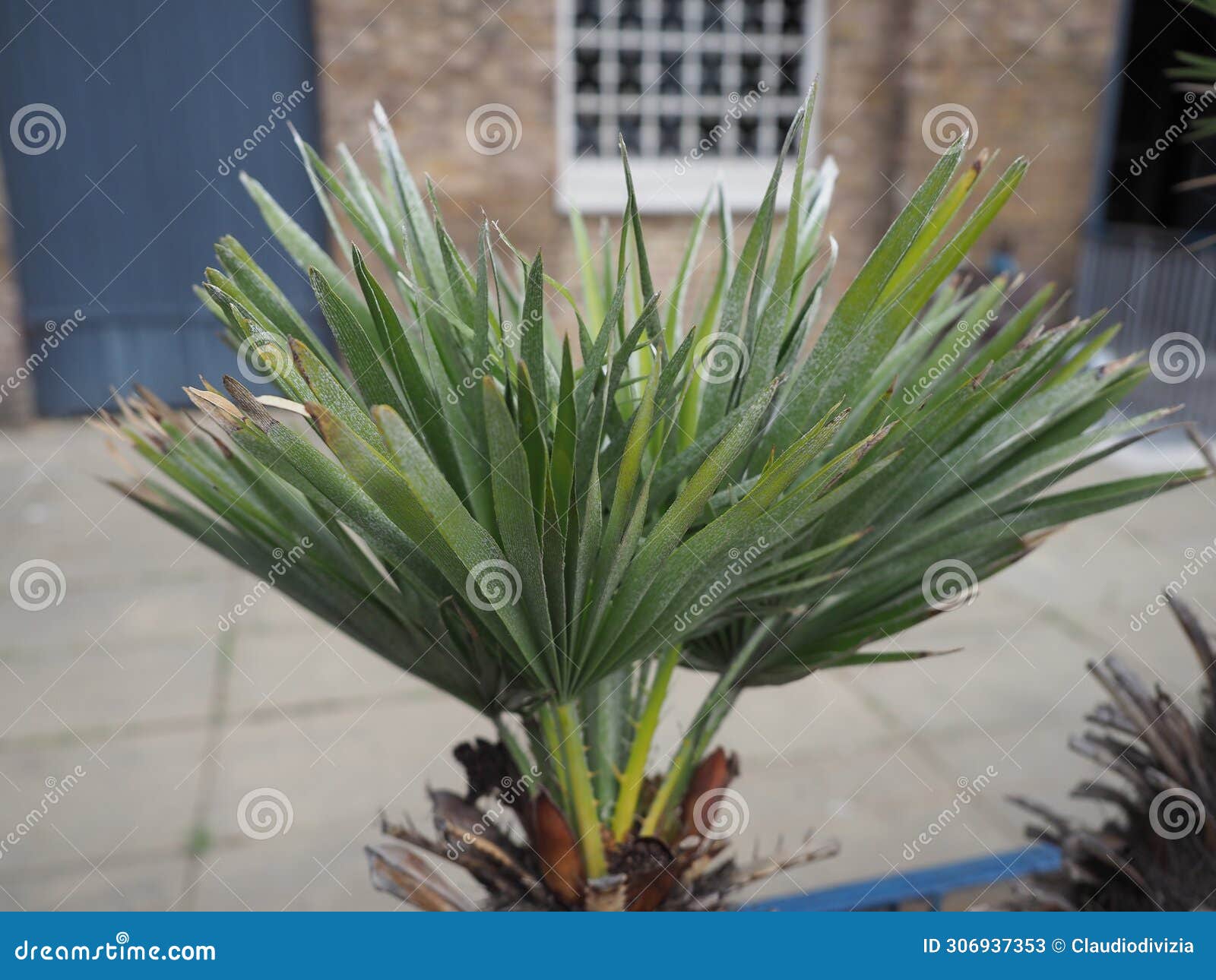 Potted Palm Tree Scient. Class. Areaceae Stock Image - Image of plant ...