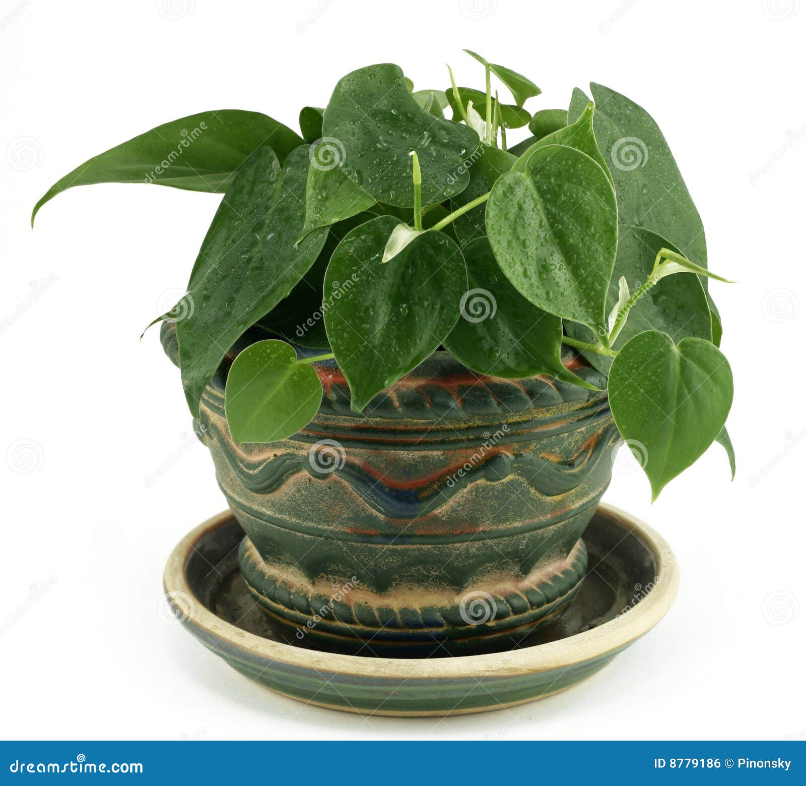 Potted Philodendron Houseplant on White Stock Photo - Image of house ...