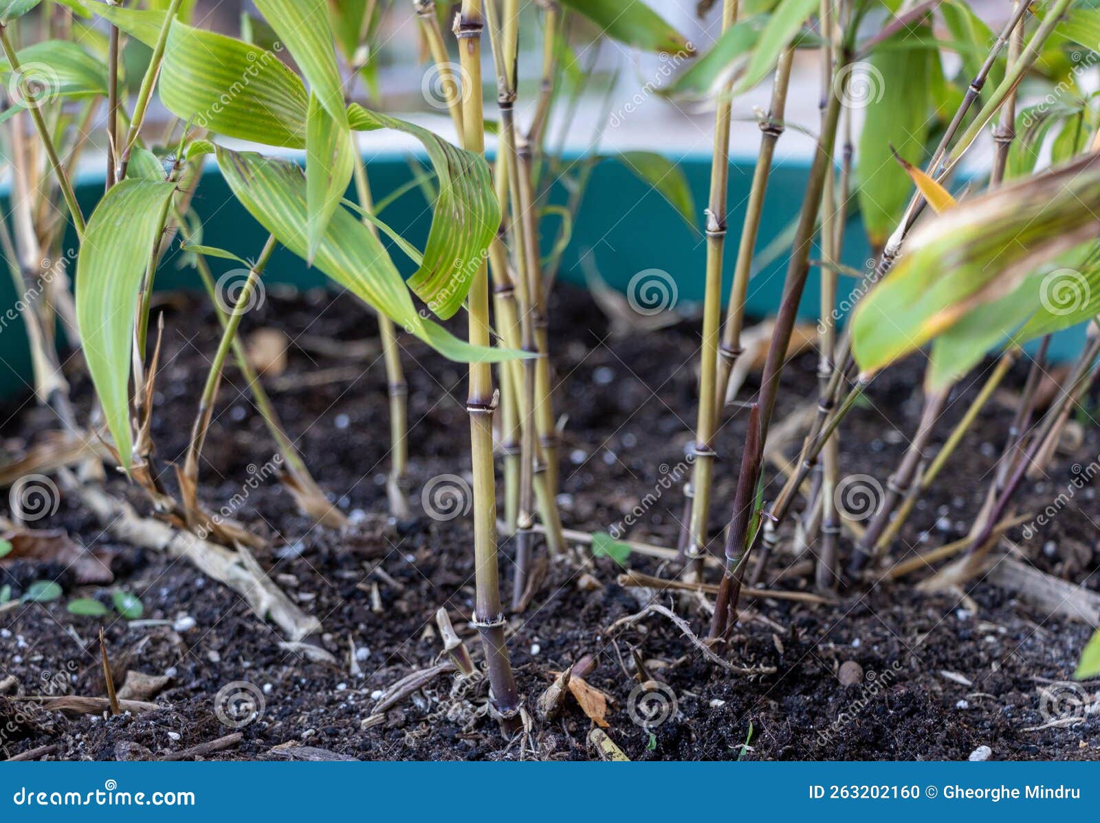 A Potted Phyllostachys Bamboo with Tiny Shoots in Autumn. Concept for ...