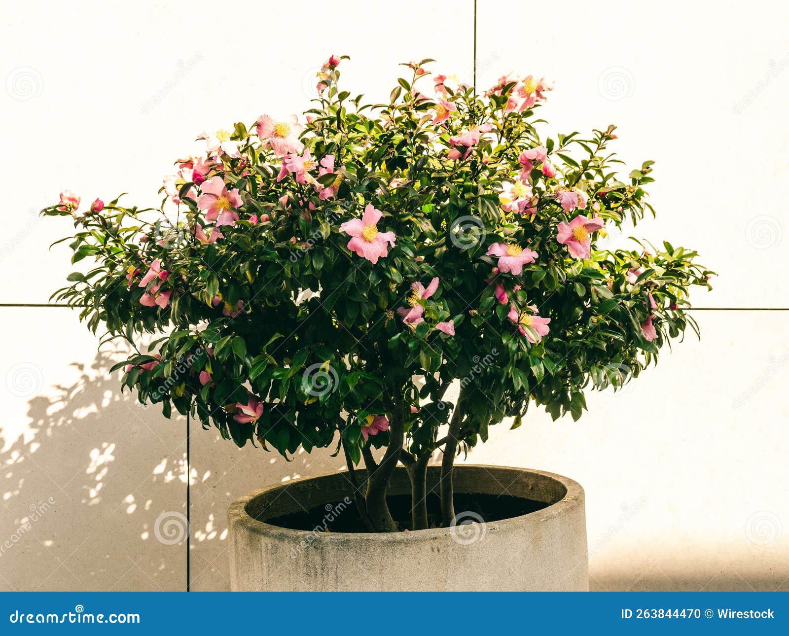 Potted Pink Flwoers at the Wall Stock Photo - Image of blooming, botany ...