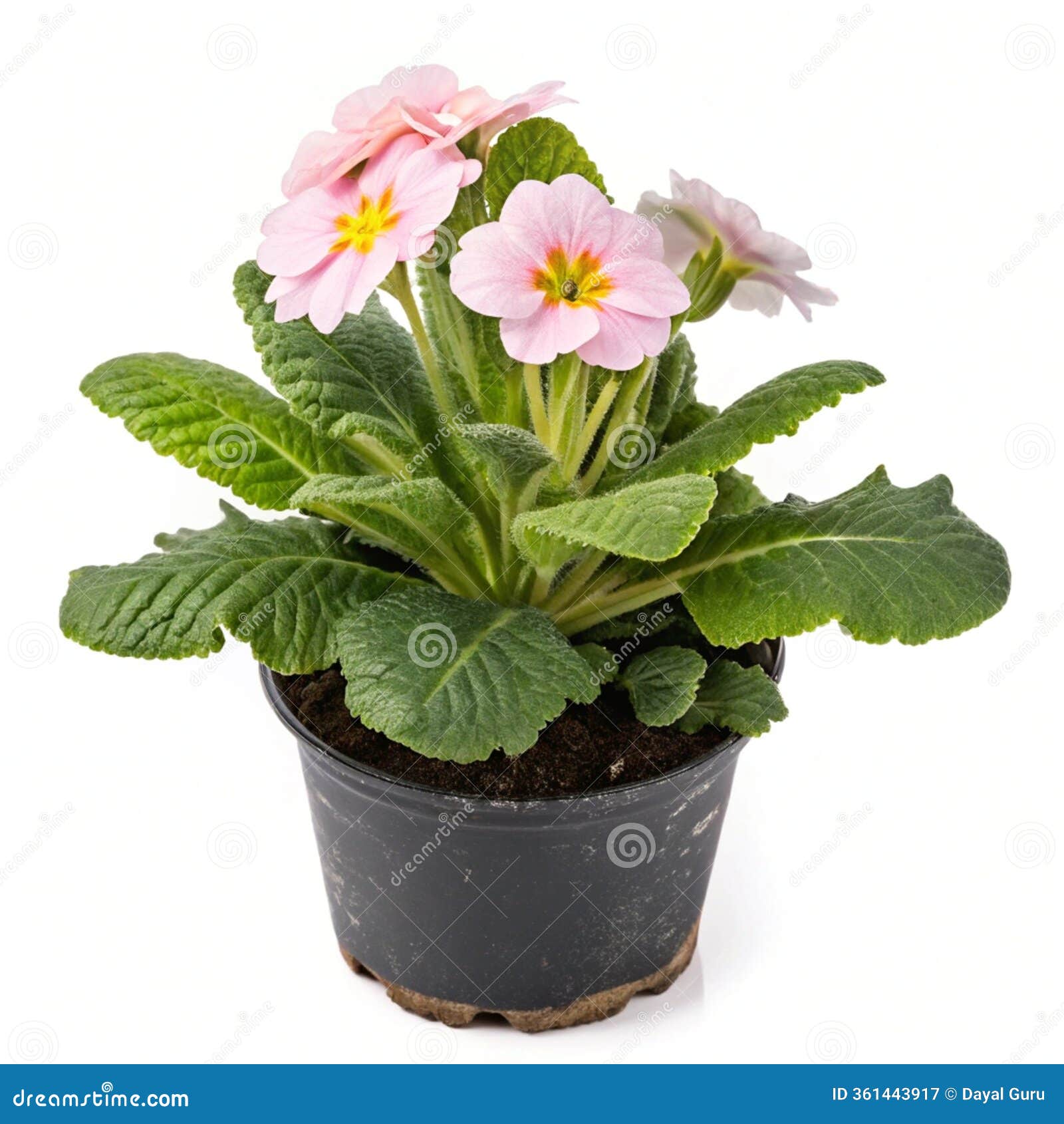 Potted Pink Primrose Isolated on White Background Stock Illustration ...
