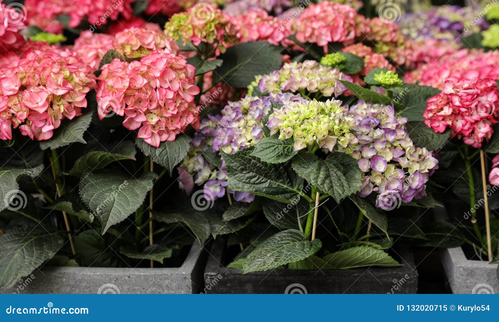 Potted Pink and Violet Hydrangea or Hydrangea Macrophylla Flowers ...