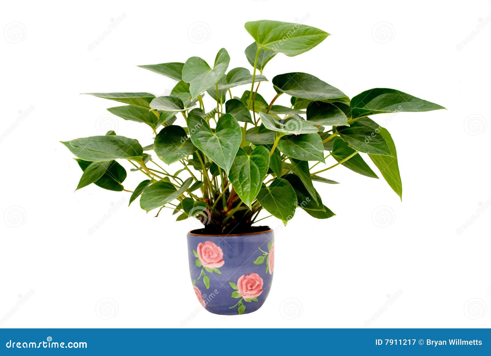 Potted Plant stock image. Image of dirt, beauty, growth - 7911217