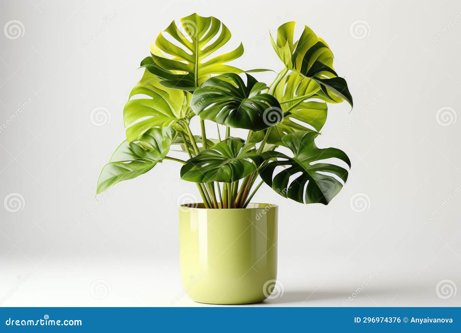 A Potted Plant with Green Leaves on a White Surface, Monstera in ...