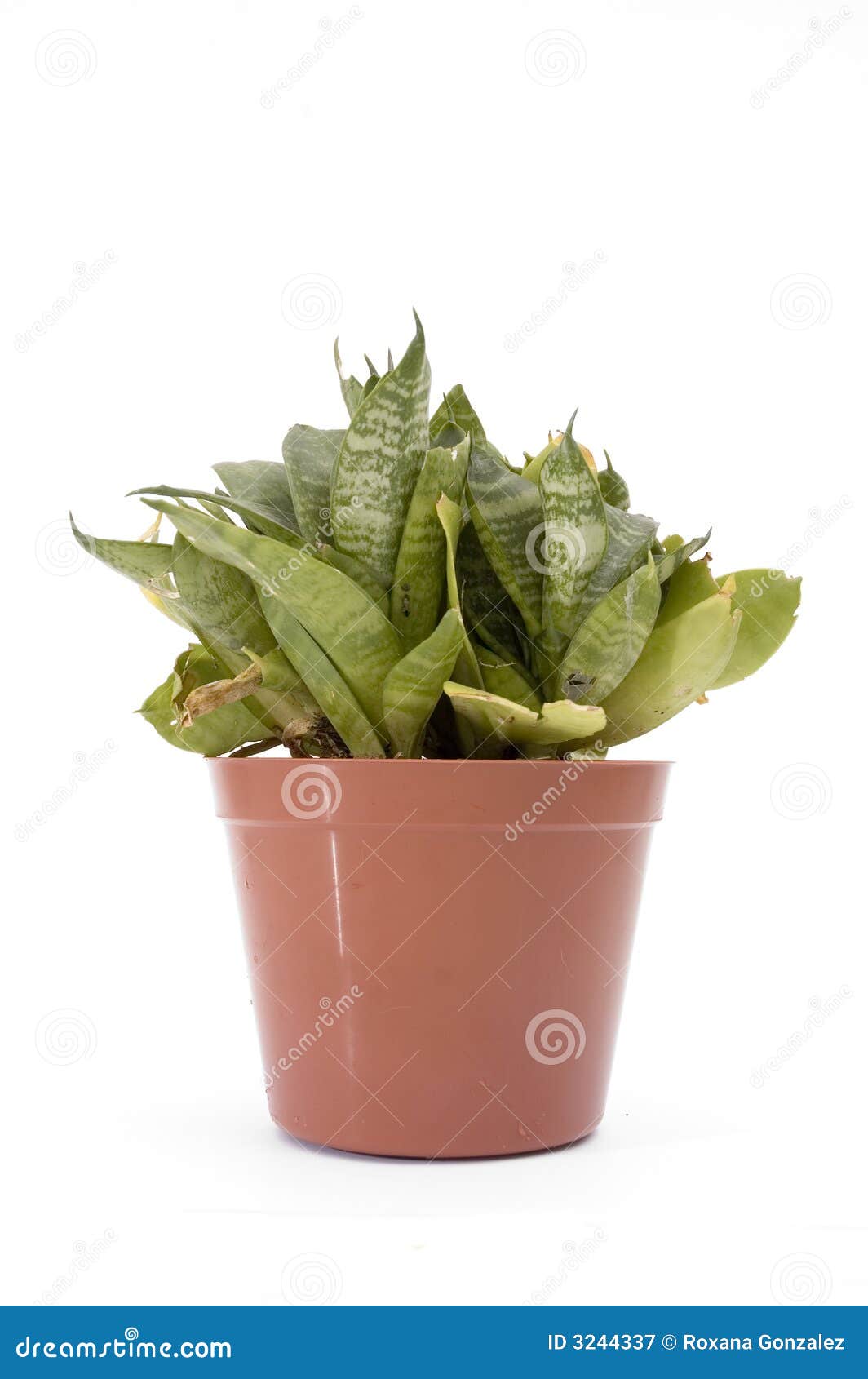 Potted plant isolated stock image. Image of decorative - 3244337