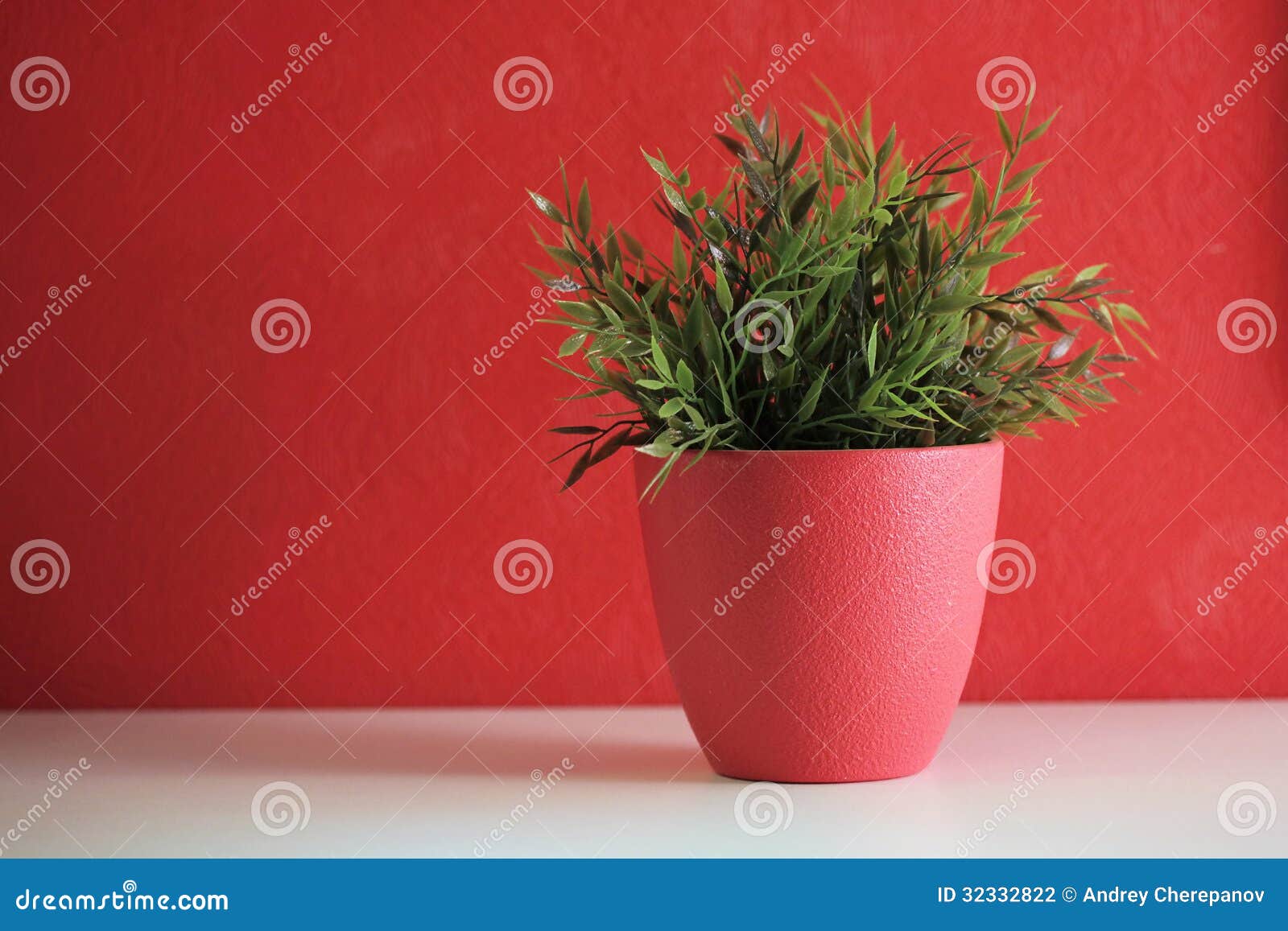Potted plant stock photo. Image of indoors, evergreen - 32332822