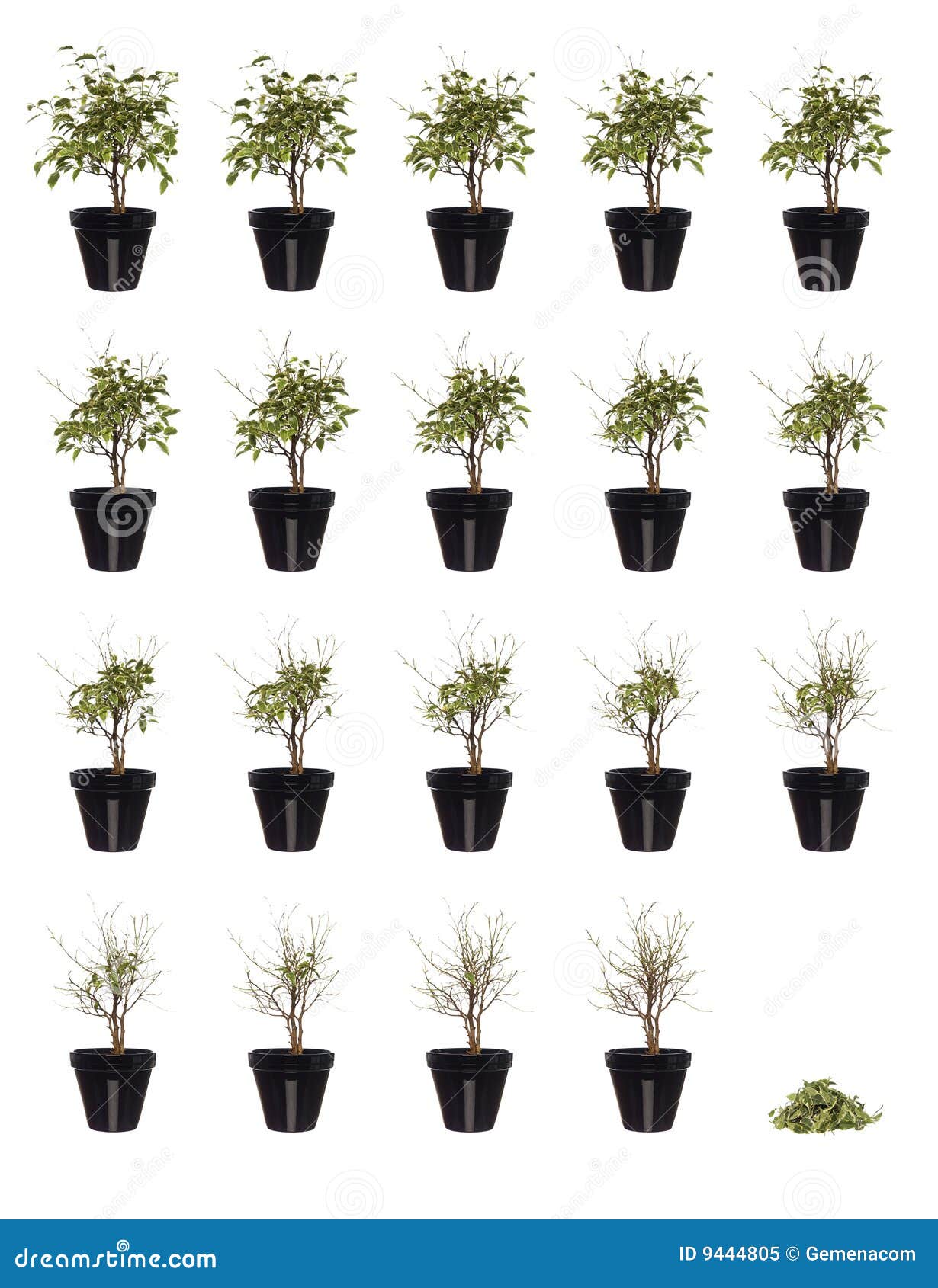 A Potted Plant Placed On Top Of An Exposed Wooden Floor, Comparing The ...