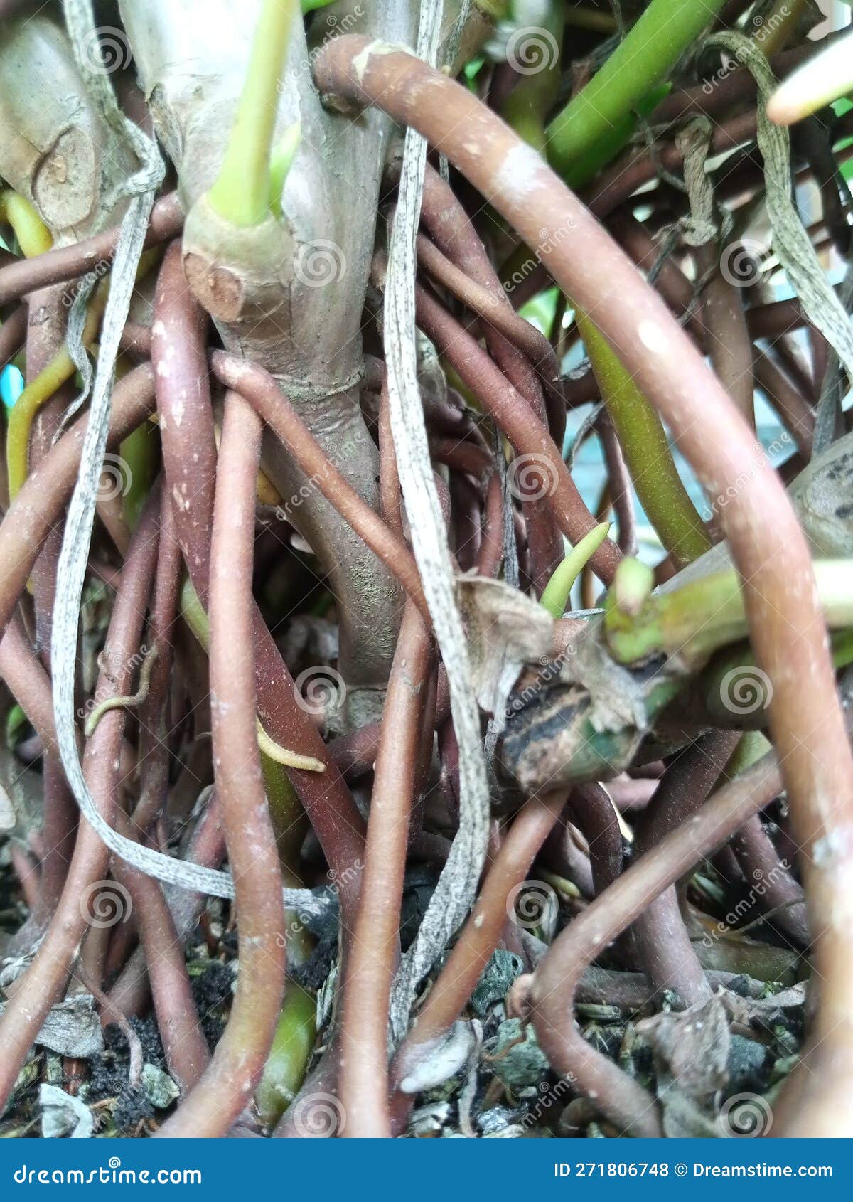 Potted plant roots stock photo. Image of roots, plant - 271806748
