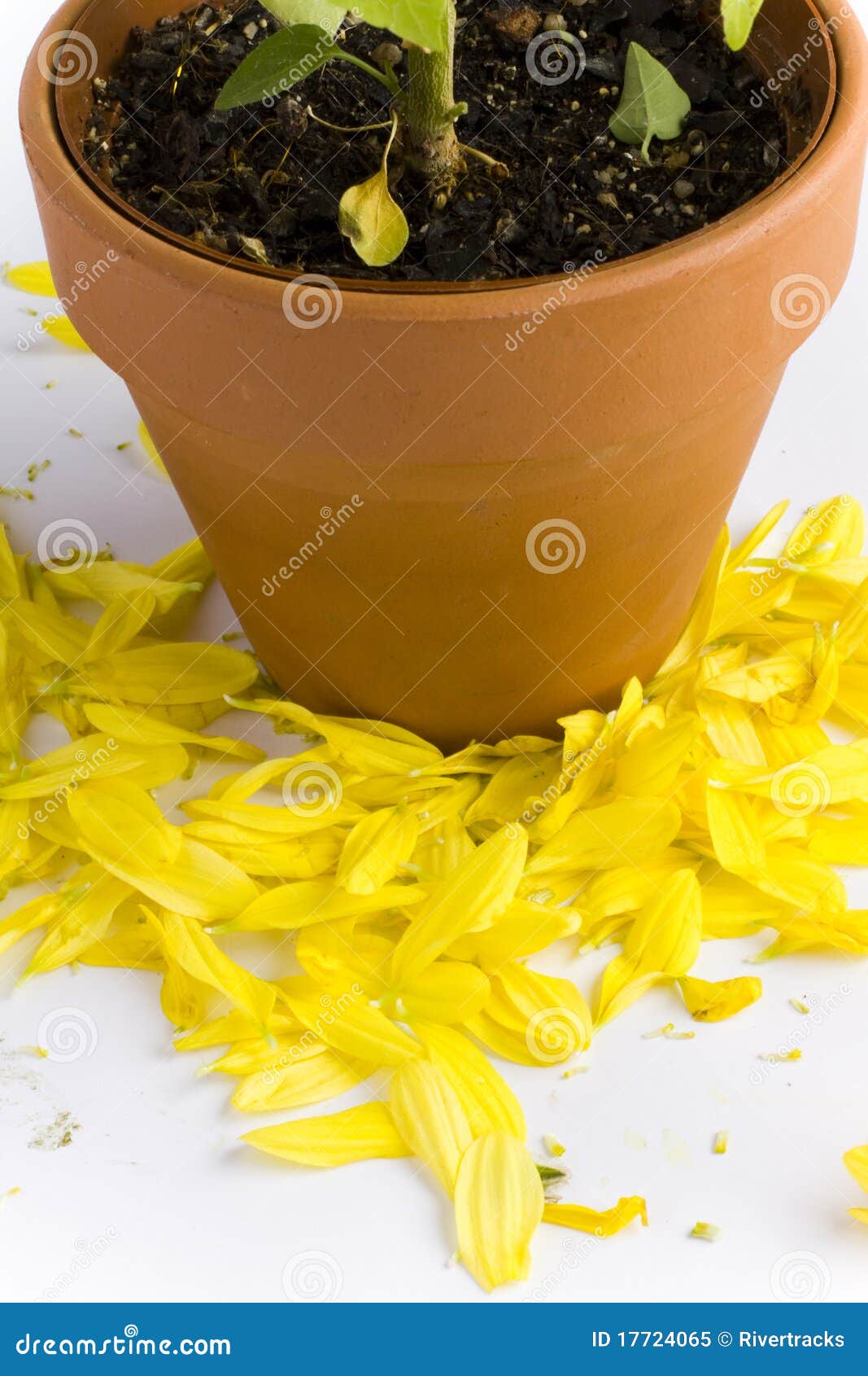 Potted Plant Shedding Flower Petals Stock Image - Image of plant ...