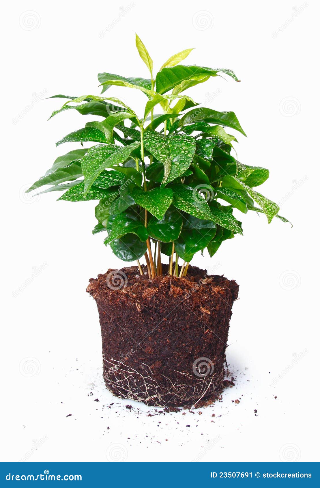 Potted Plant Showing Roots stock image. Image of coffee - 23507691