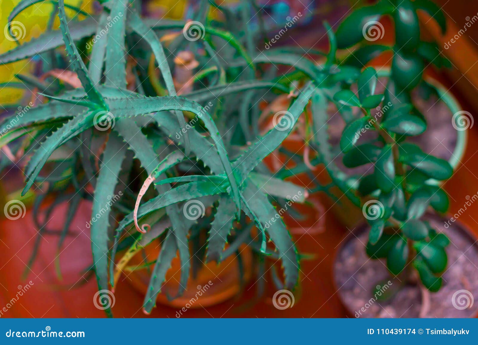 Potted Plant Standing on a Wooden Surface. Stock Photo - Image of ...