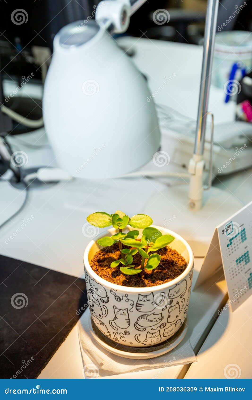 Potted Plant Under Table Lamp in the Office Stock Image - Image of ...