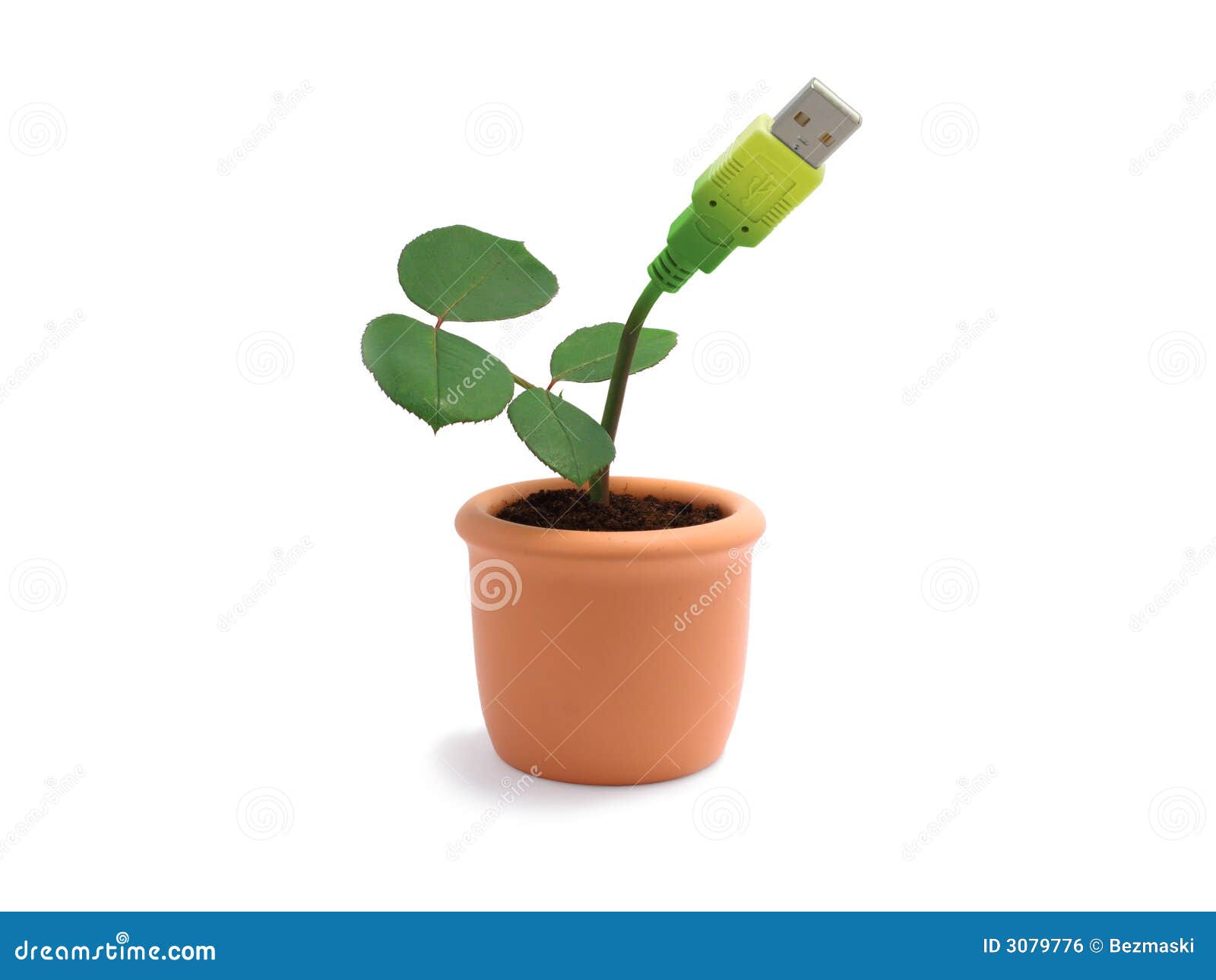 Potted Plant with Usb Cable Stock Photo - Image of lush, botany: 3079776