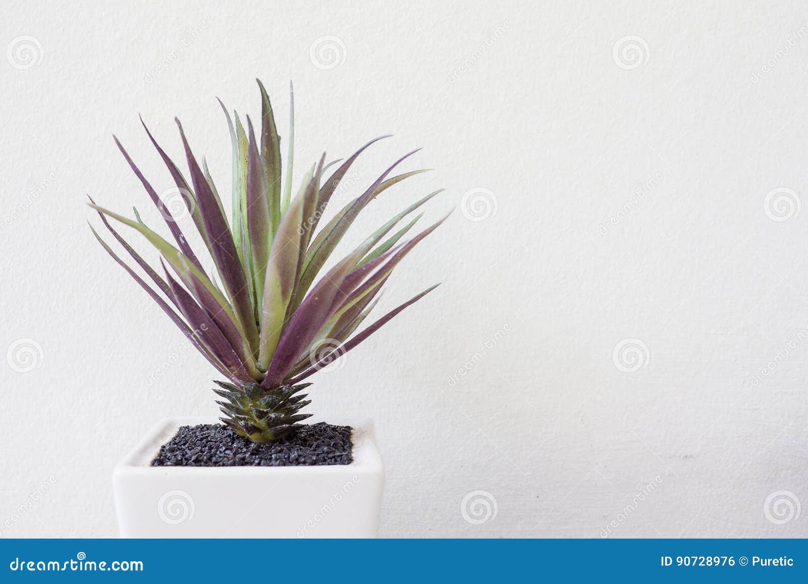 A potted plant stock photo. Image of shot, foliage, potted - 90728976