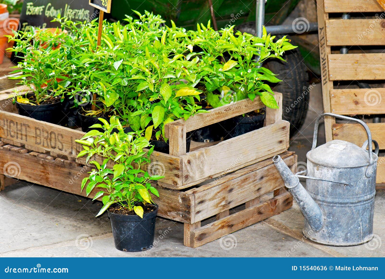 Potted plants stock photo. Image of objects, wooden, potted - 15540636