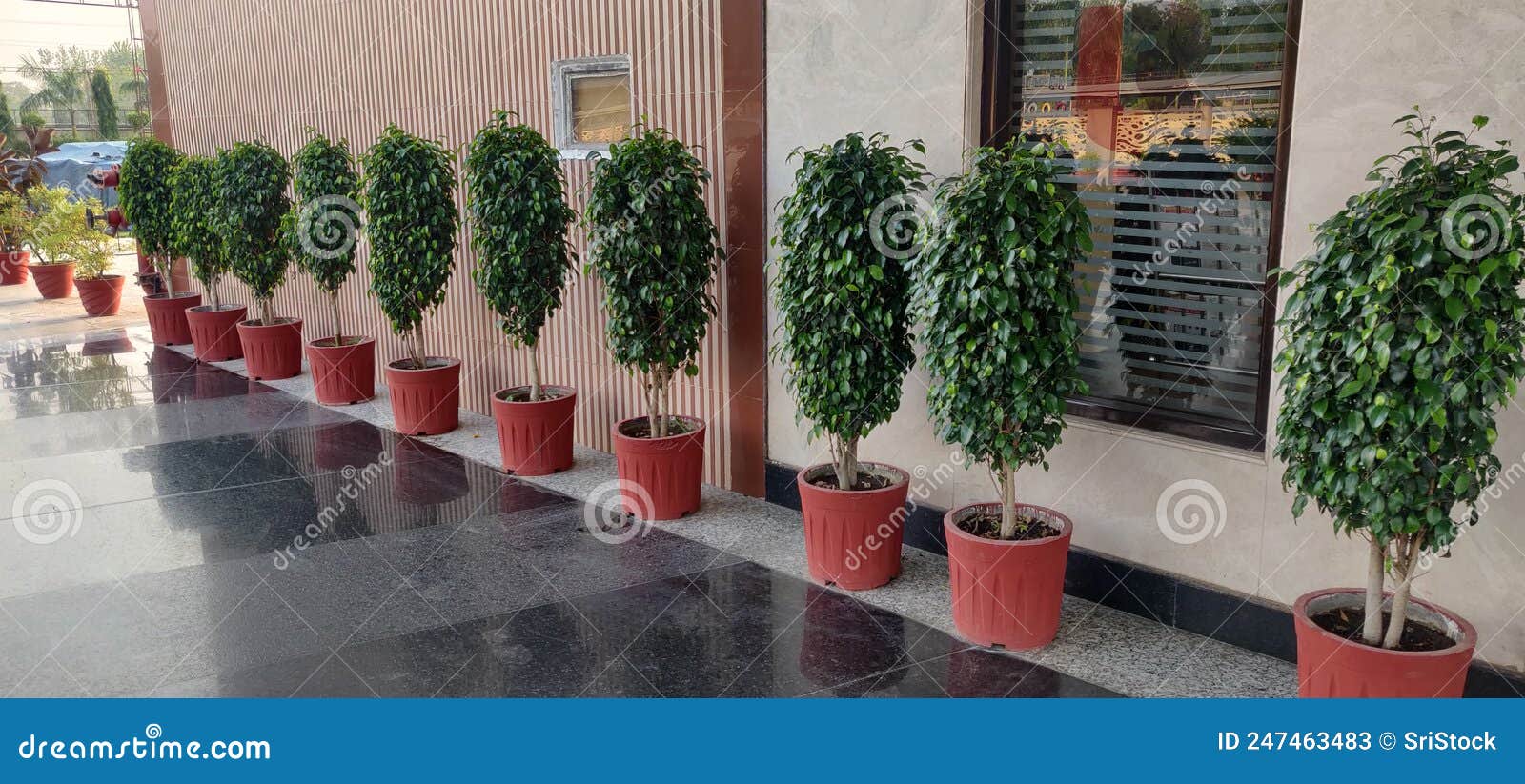 Potted Plants Along the Pathway in a Small Pot. Stock Image - Image of ...