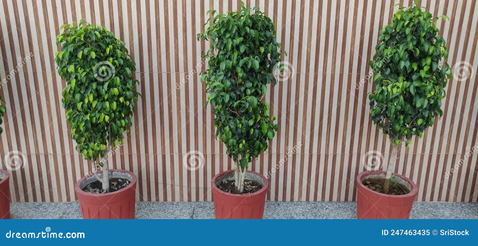Potted Plants Along the Pathway in a Small Pot. Stock Image - Image of ...