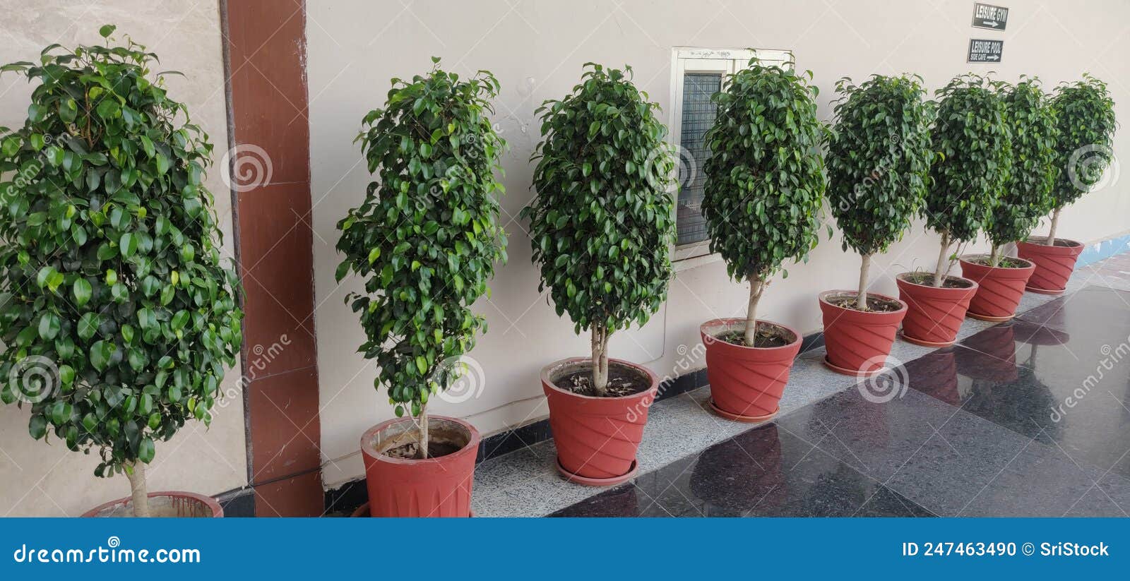 Potted Plants Along the Pathway in a Small Pot. Stock Photo - Image of ...