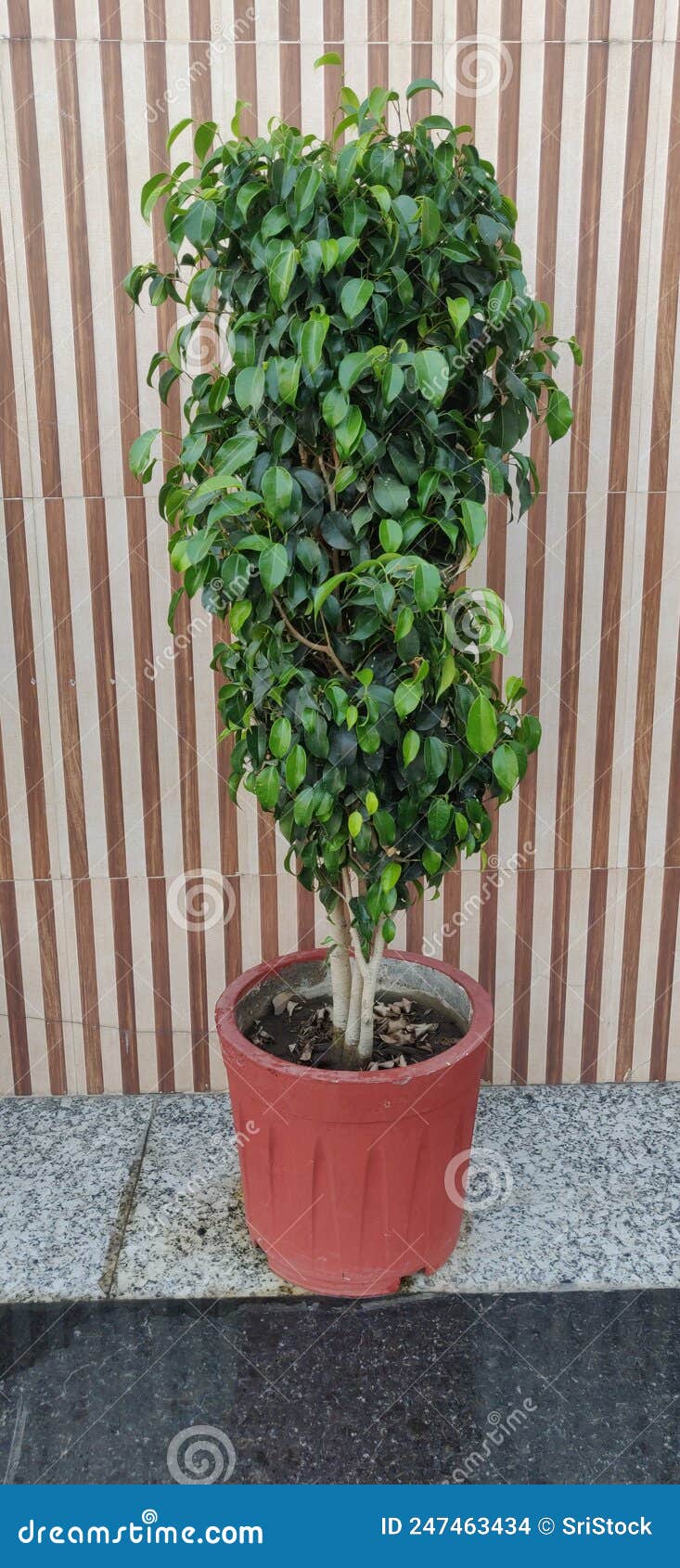 Potted Plants Along the Pathway in a Small Pot. Stock Photo - Image of ...