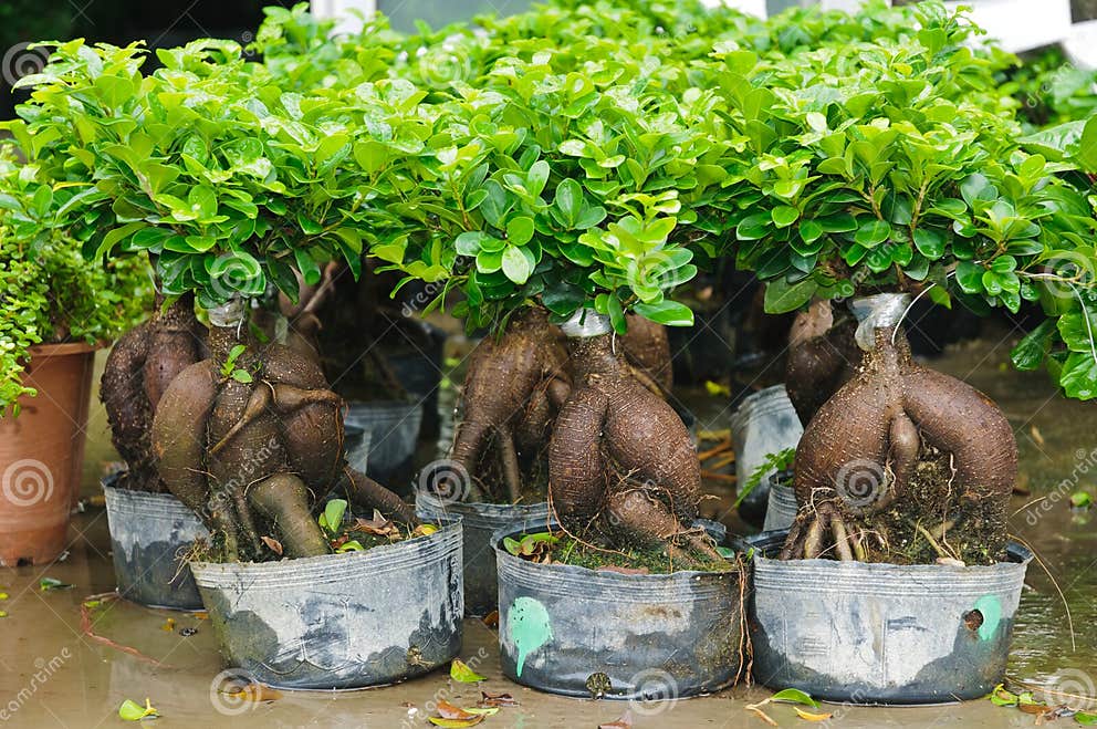 Potted plants stock image. Image of soil, grow, developed - 32938755